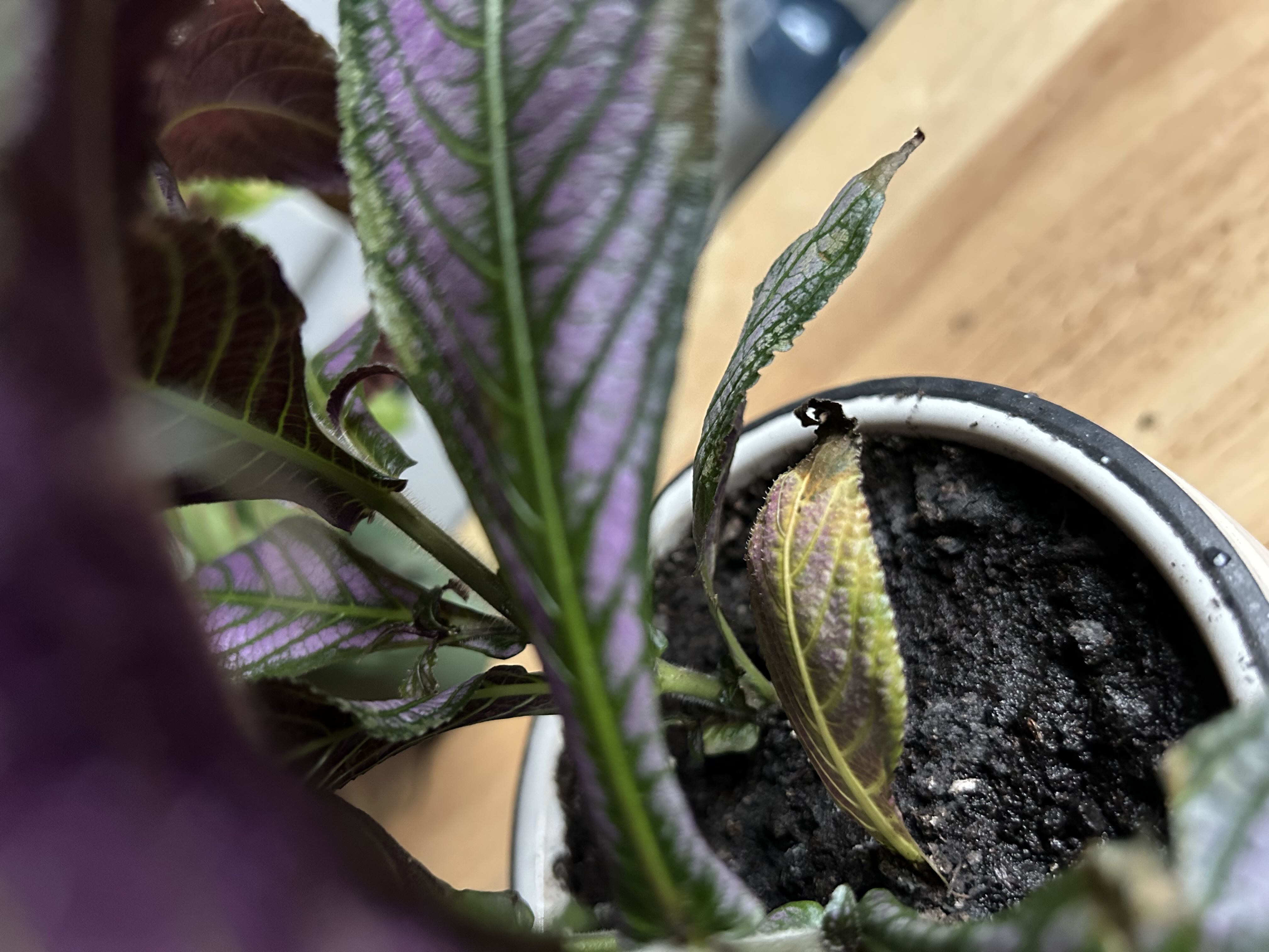 How Do I Propagate My Persian Shield?