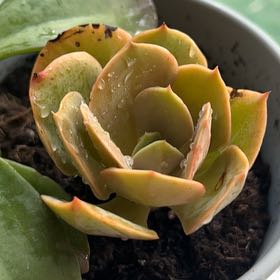 How to Care for Echeveria Xanthe Rose: Mastering Water, Sunlight & More
