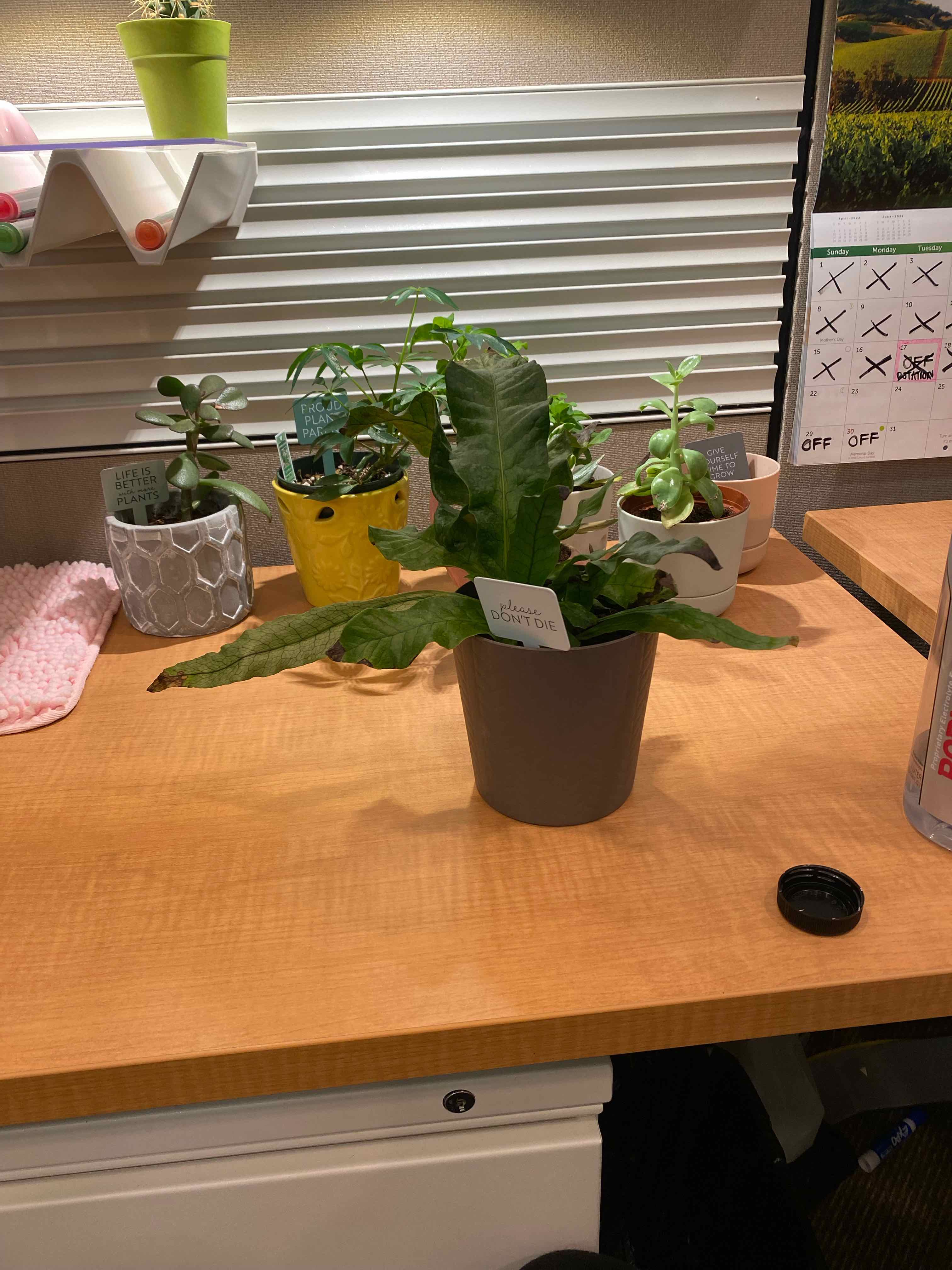 The Complete Crocodile Fern Plant Care Guide: Water, Light & Beyond