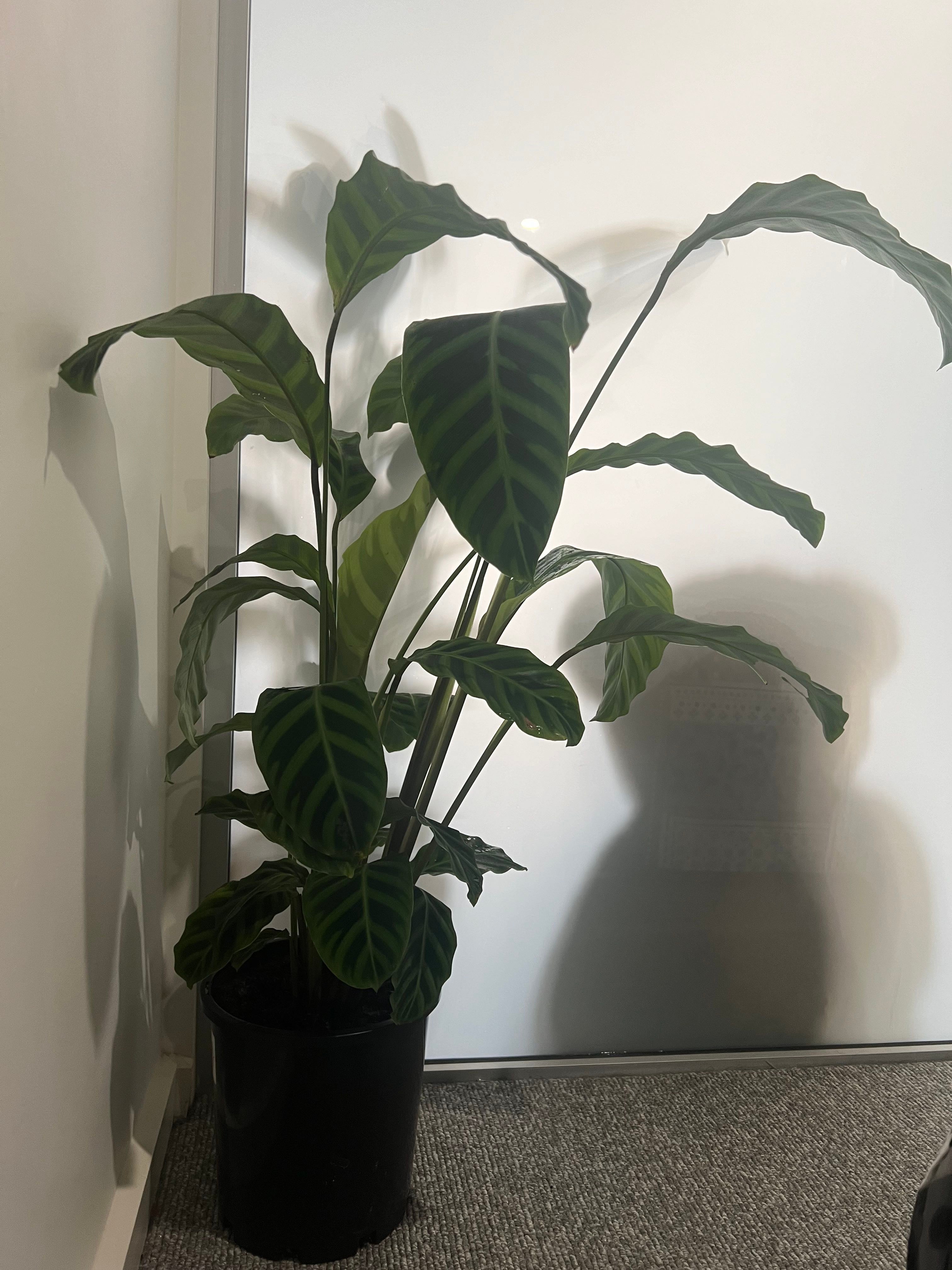 Calathea anulque Care 101: Water, Light & Growing Tips
