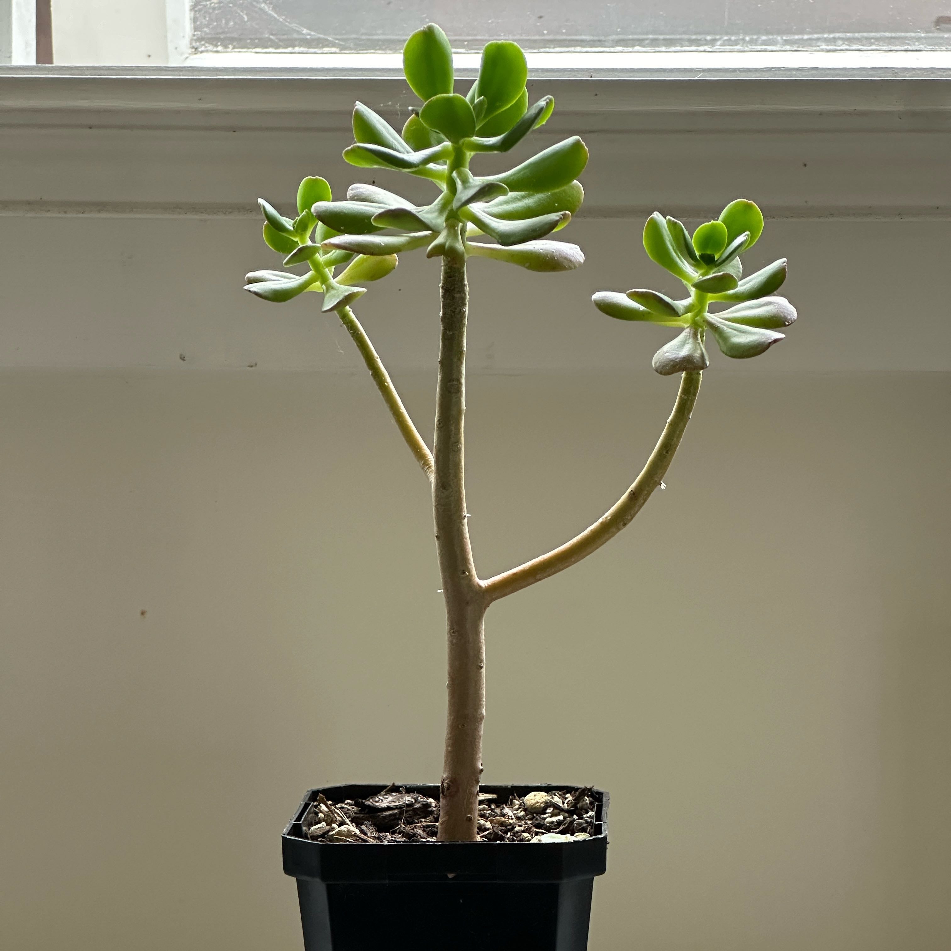 Symbolism and Benefits of the Tree Stonecrop