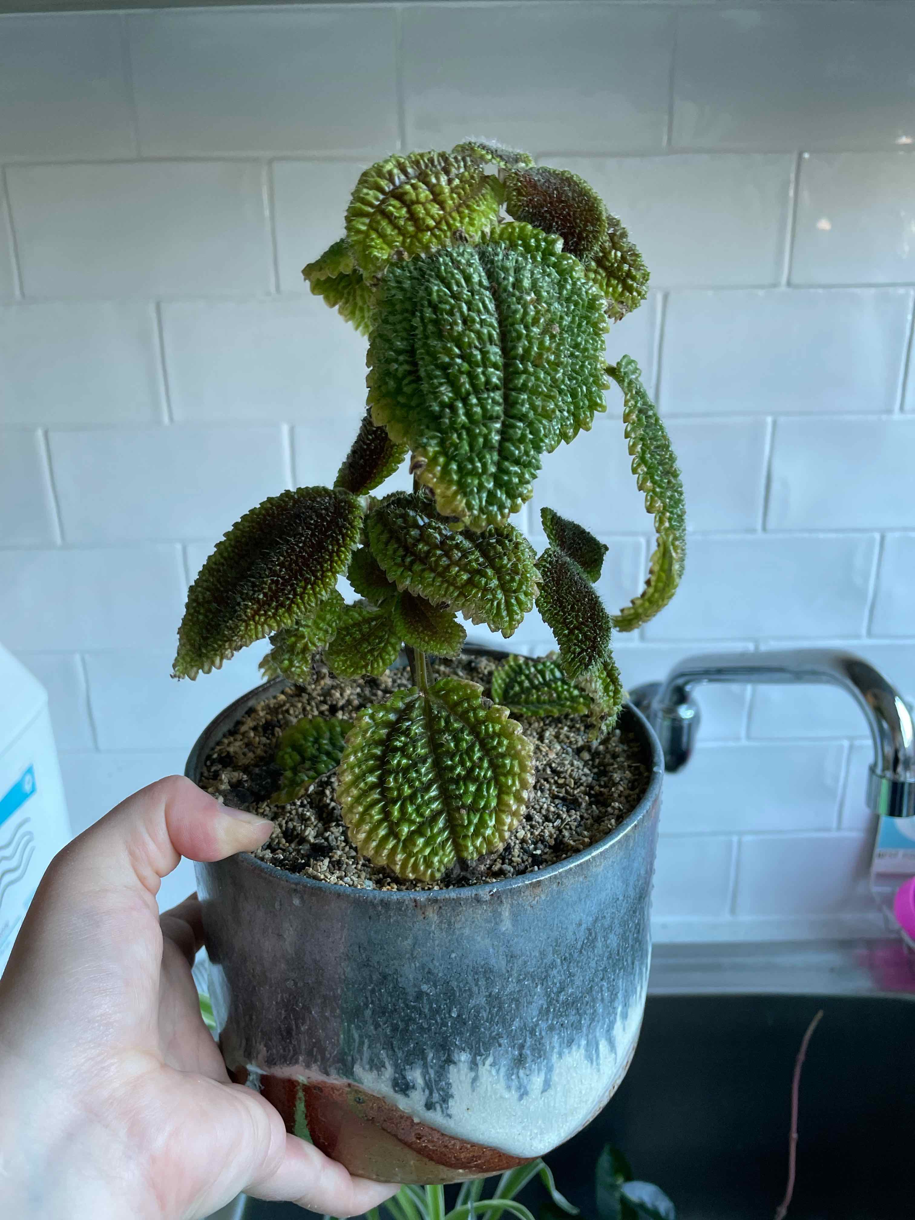 Fertilizing My Pilea 'Moon Valley' to Double Its Growth