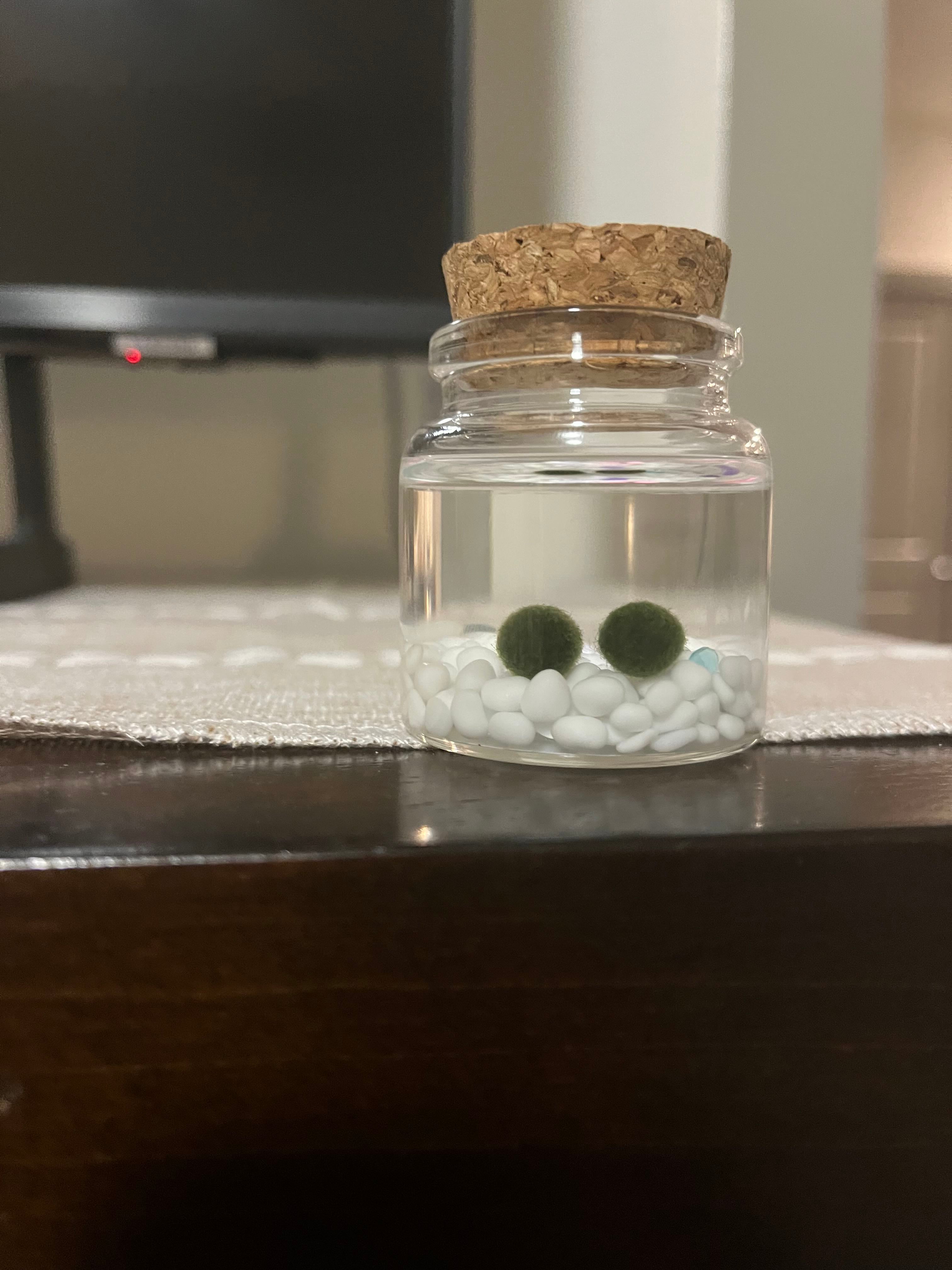 10 Benefits of Having a Marimo 💚