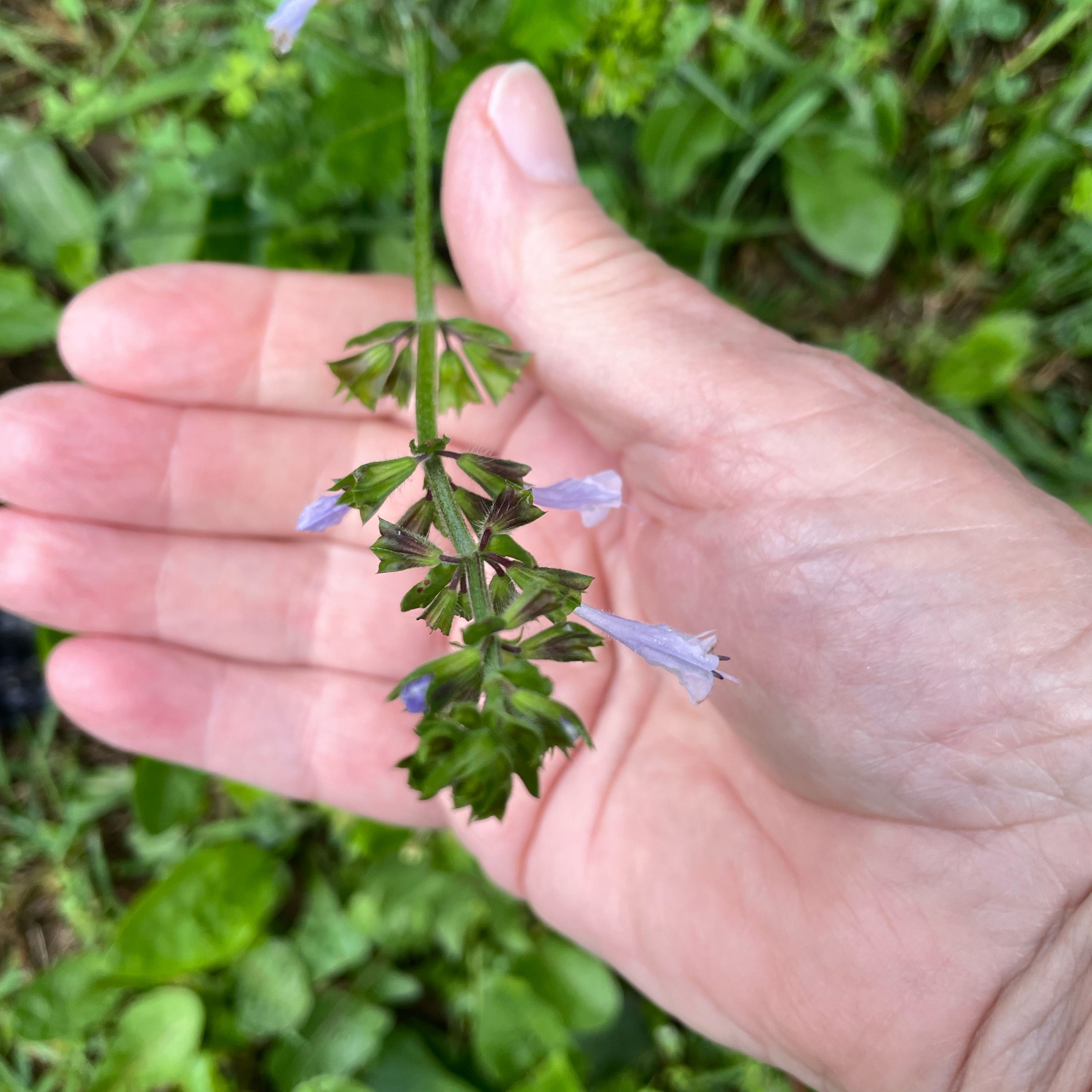 The Complete Lyre-Leaf Sage Plant Care Guide: Water, Light & Beyond