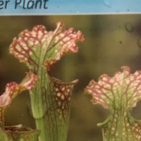 Keep Your Maroon Pitcher Plant Alive: Light, Water & Care Instructions