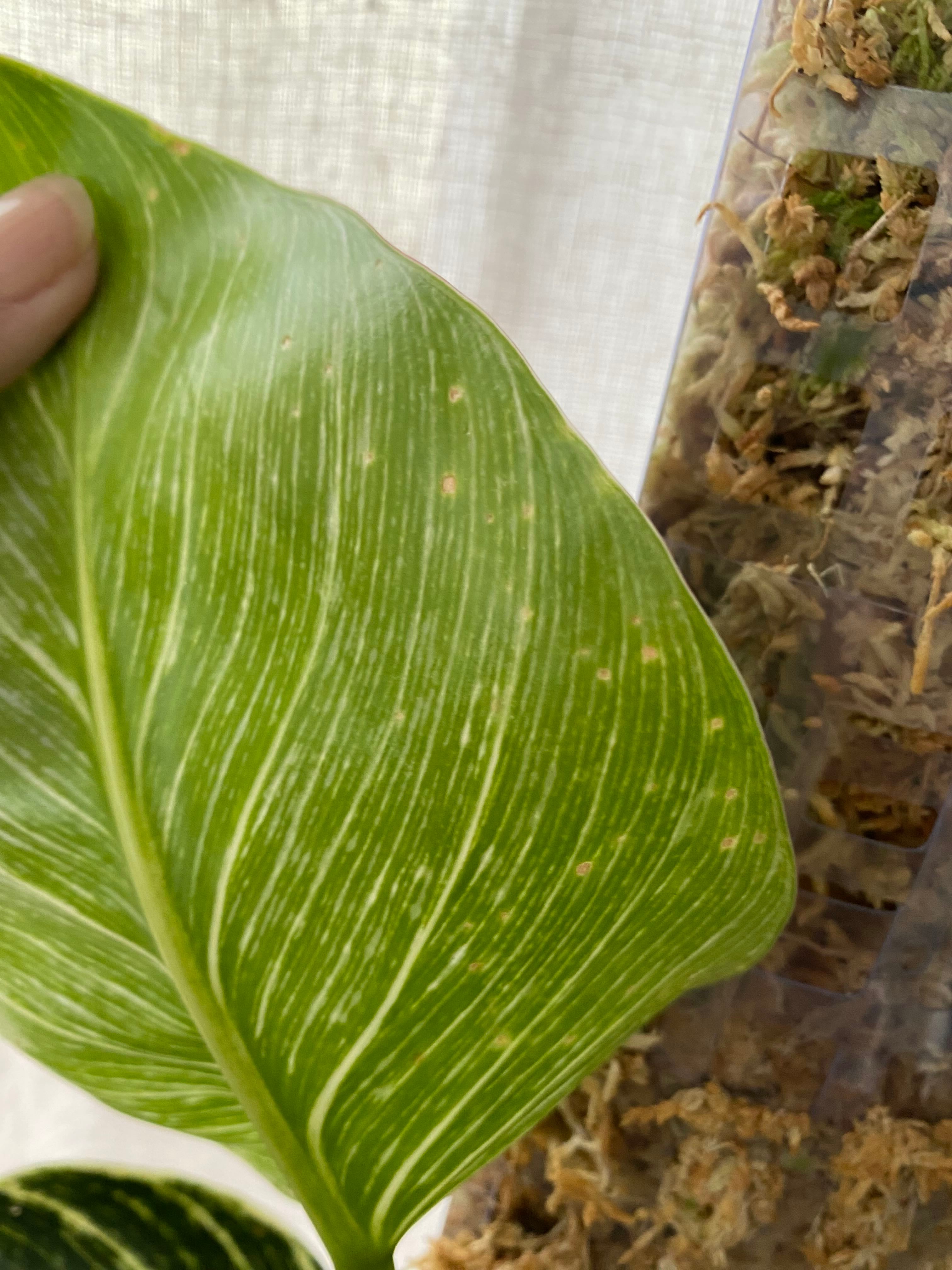 The Complete Rudolph Philodendron Plant Care Guide: Water, Light & Beyond