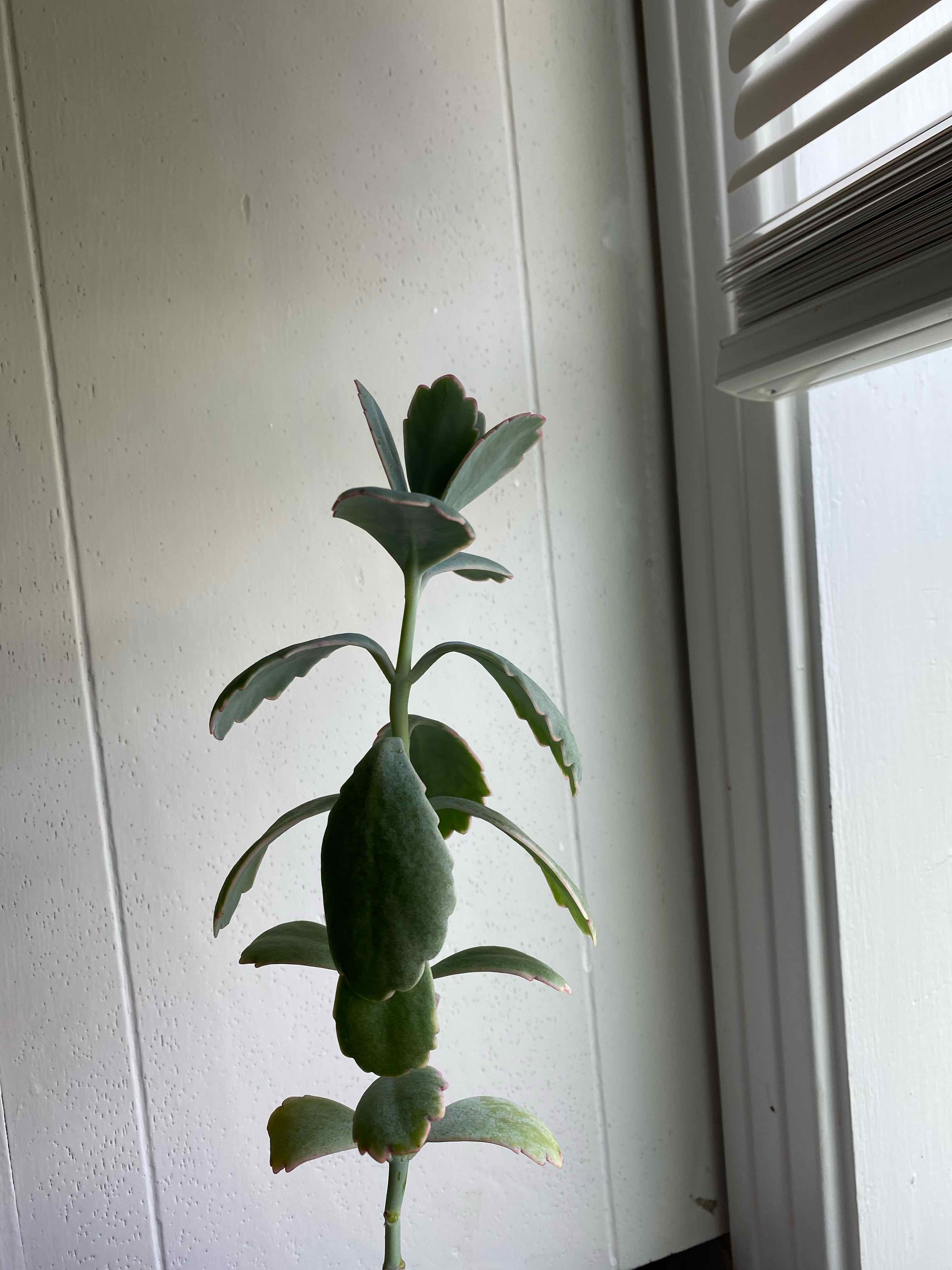 Propagating Lavender Scallops: Step-by-step Guide