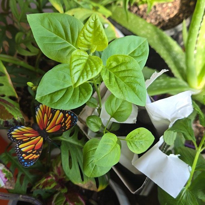 Sensation Lilac Plant Care: Water, Light, Nutrients | Greg App 🌱