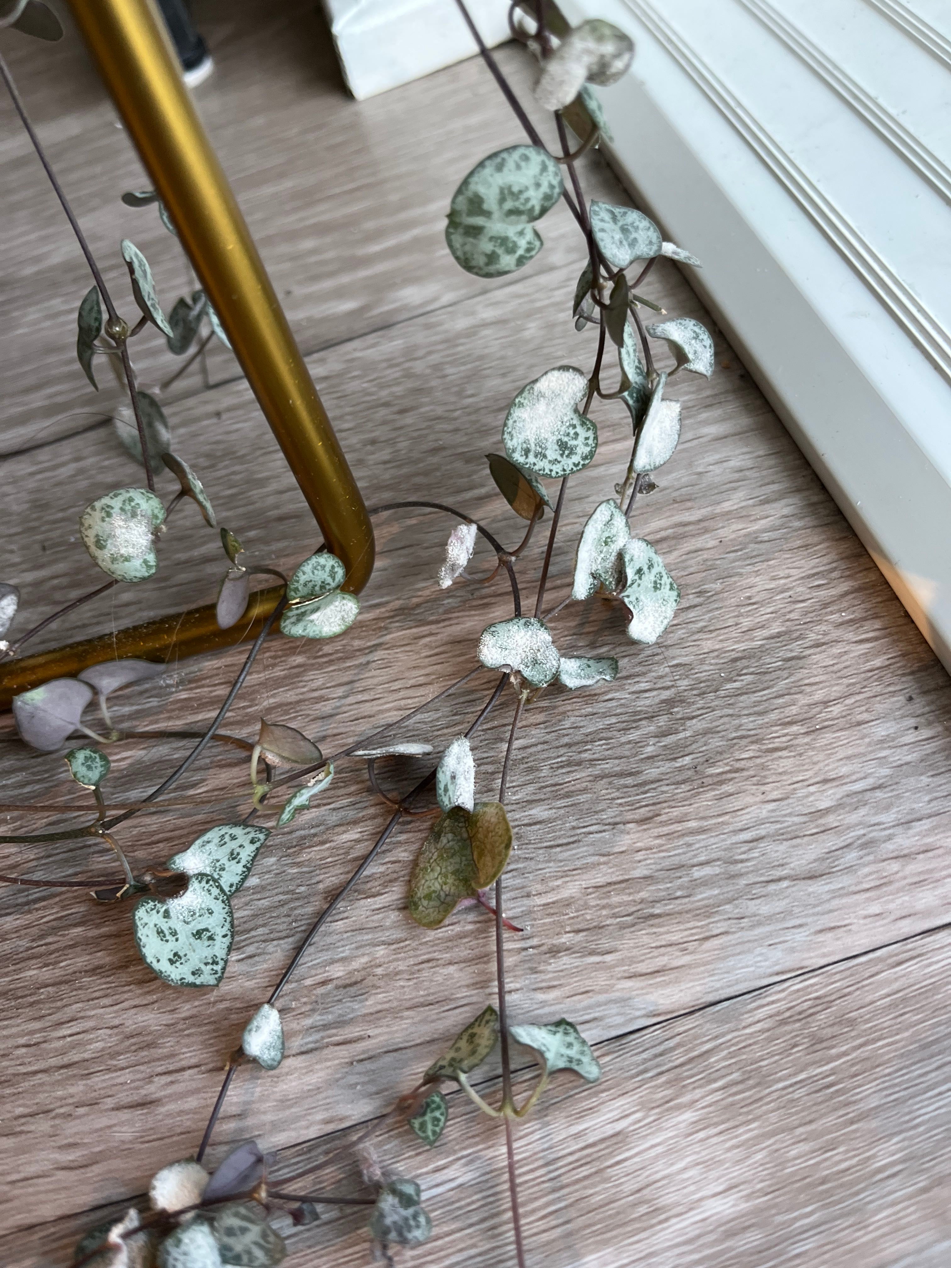 Why Are There Brown Spots on My String of Spades?