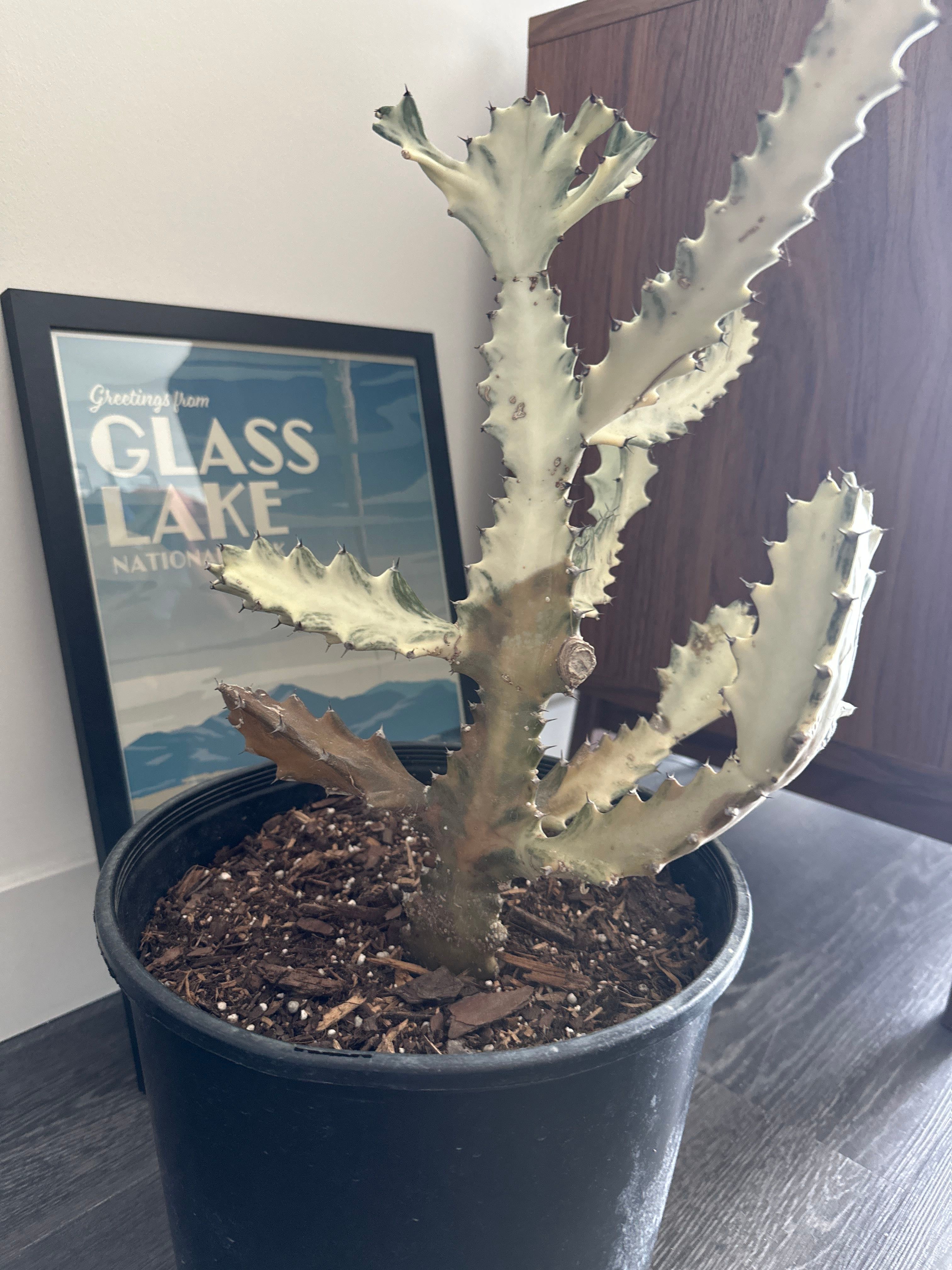 Candelabra Cactus Plant Care: Water, Light, Nutrients | Greg App 🌱