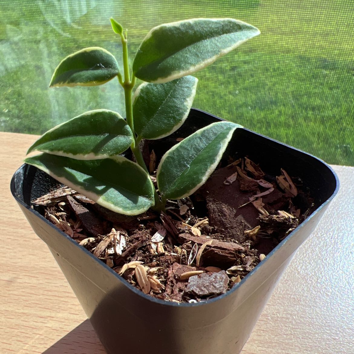 💧 How Much Humidity Does My Hoya Bella Need?