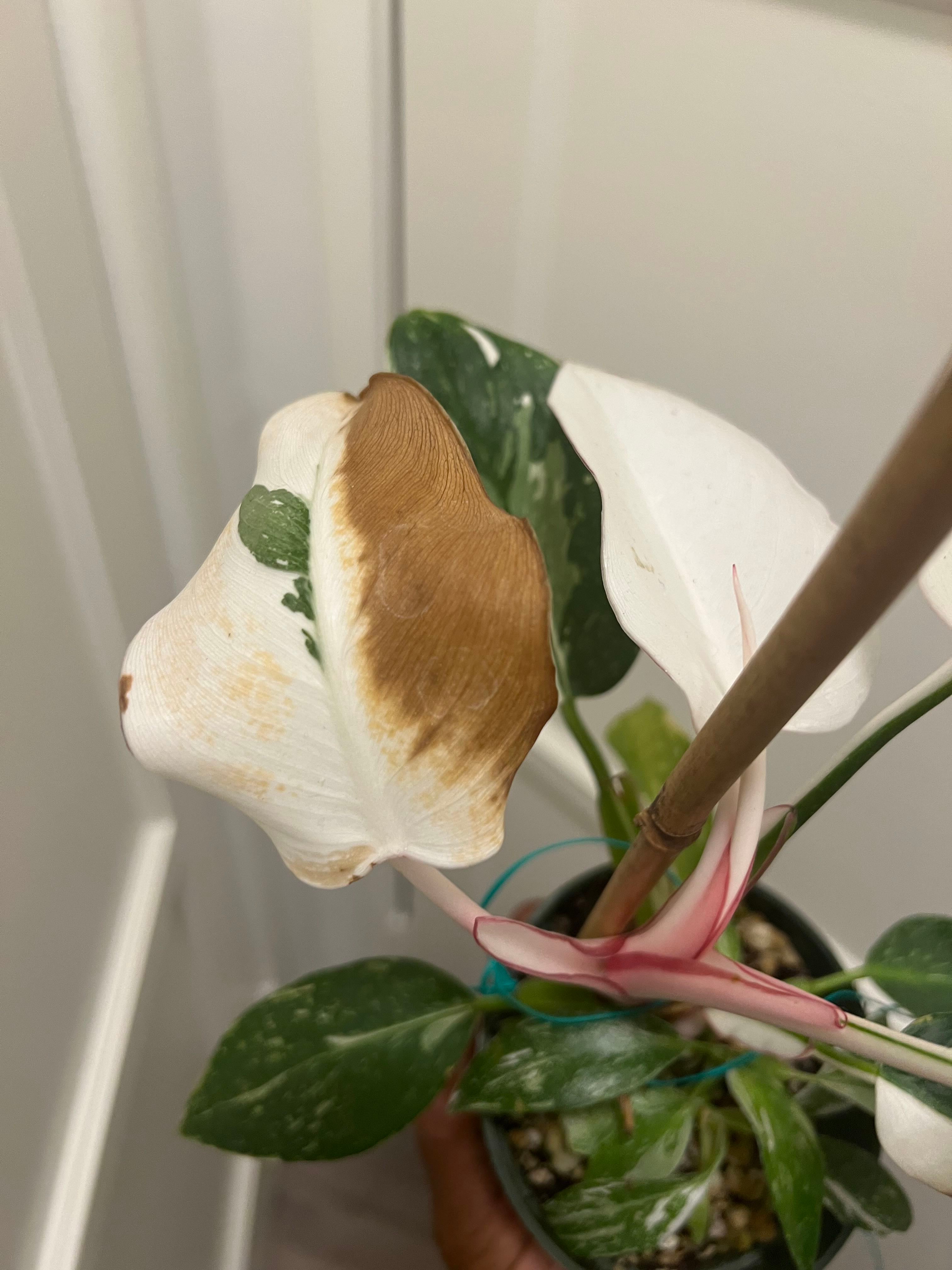 What Do Philodendron tortum Flowers Mean?