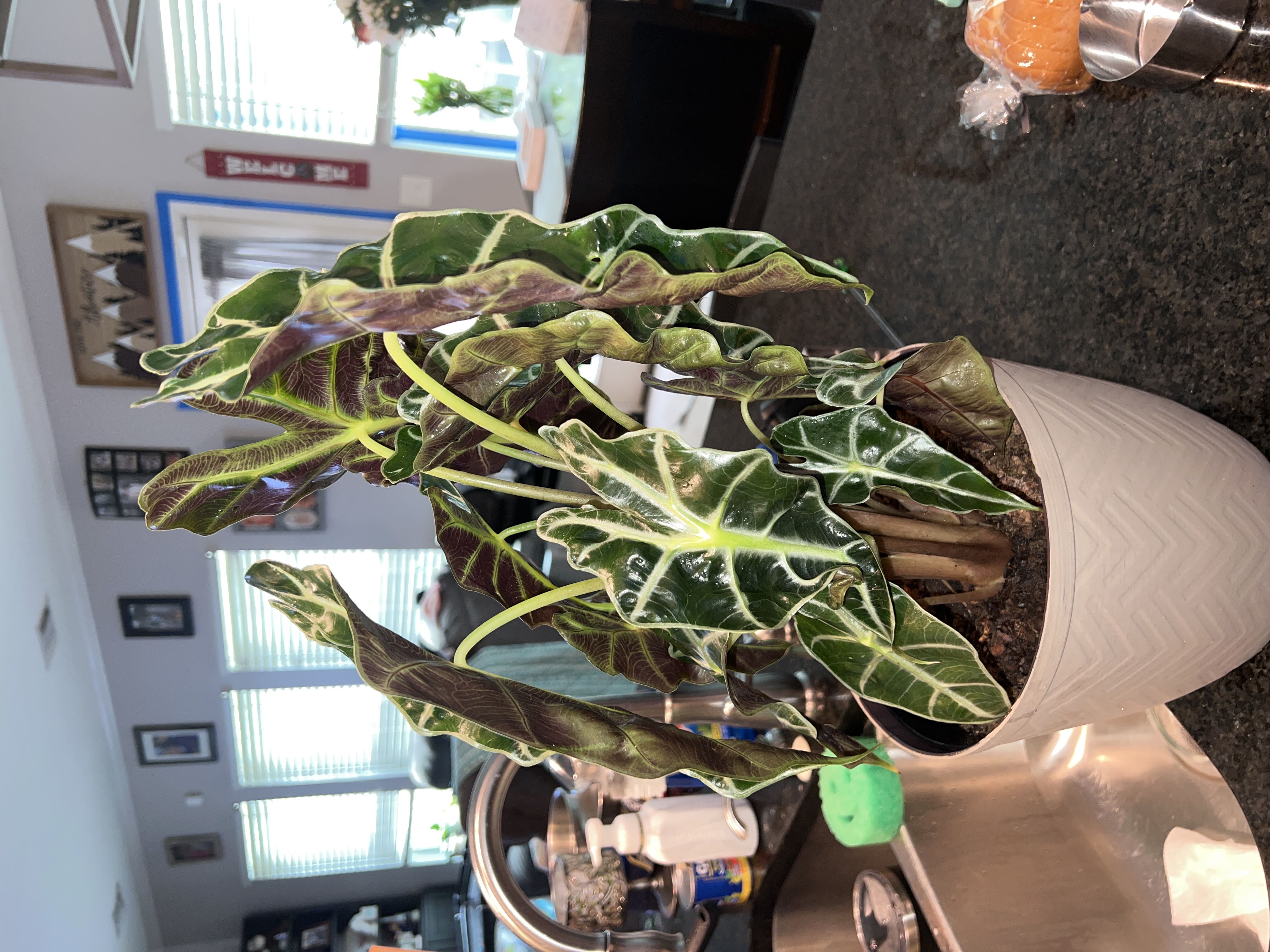 Alocasia macrorrhizos ‘Shock Treatment’ Plant Care: Water, Light ...