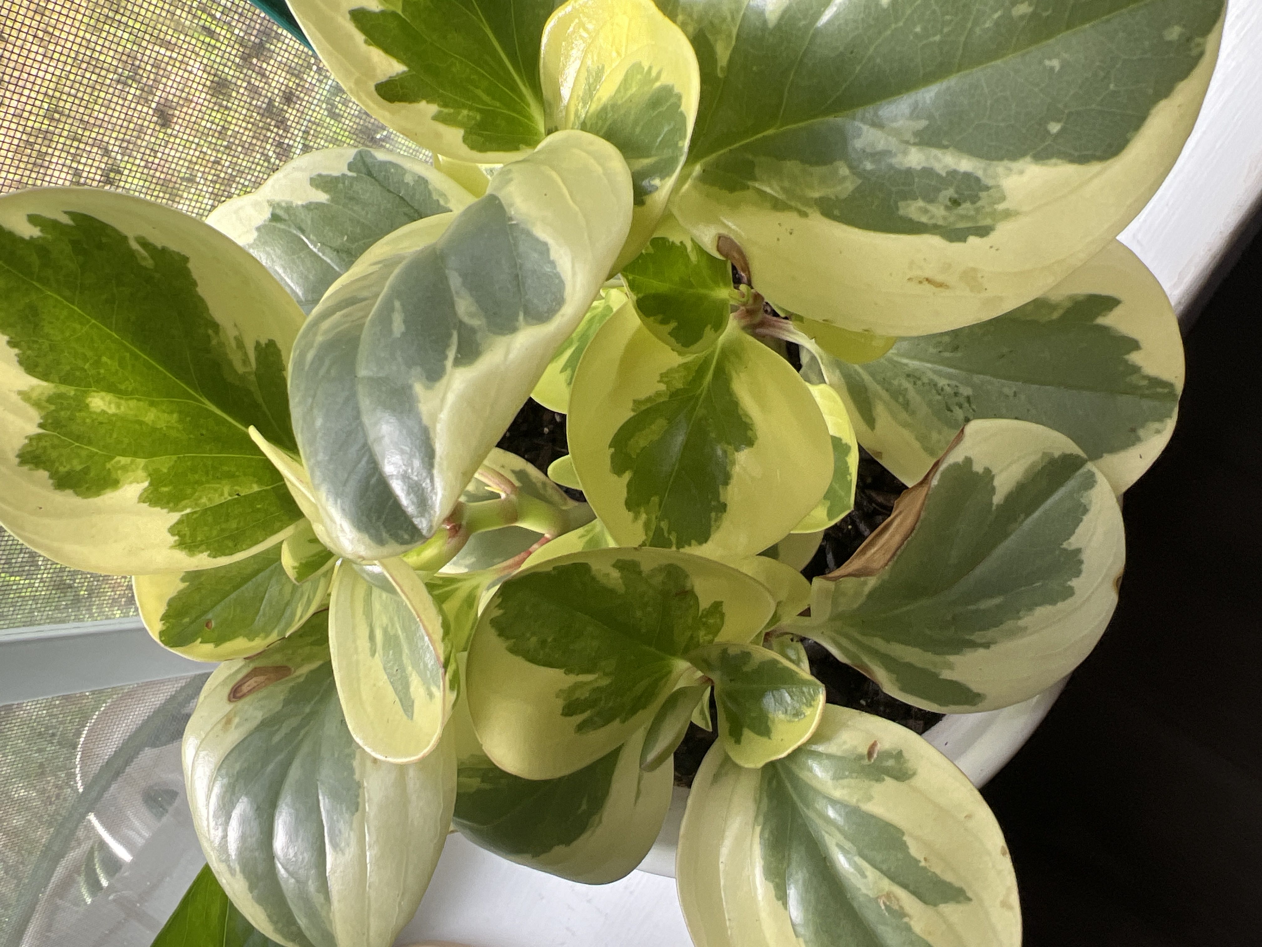 Peperomia 'Amigo Marcello' Plant Care: Water, Light, Nutrients | Greg App 🌱