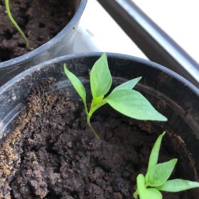 How to Care for Chile Xcatik: Mastering Water, Sunlight & More