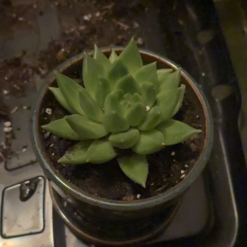 The Complete Echeveria agavoides 'Red Tip' Plant Care Guide: Water ...