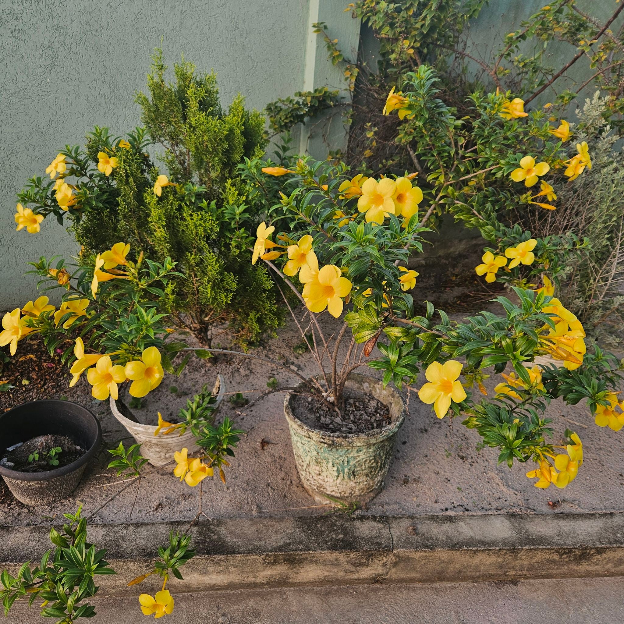 🎺 What Do Golden Trumpet Flowers Mean?