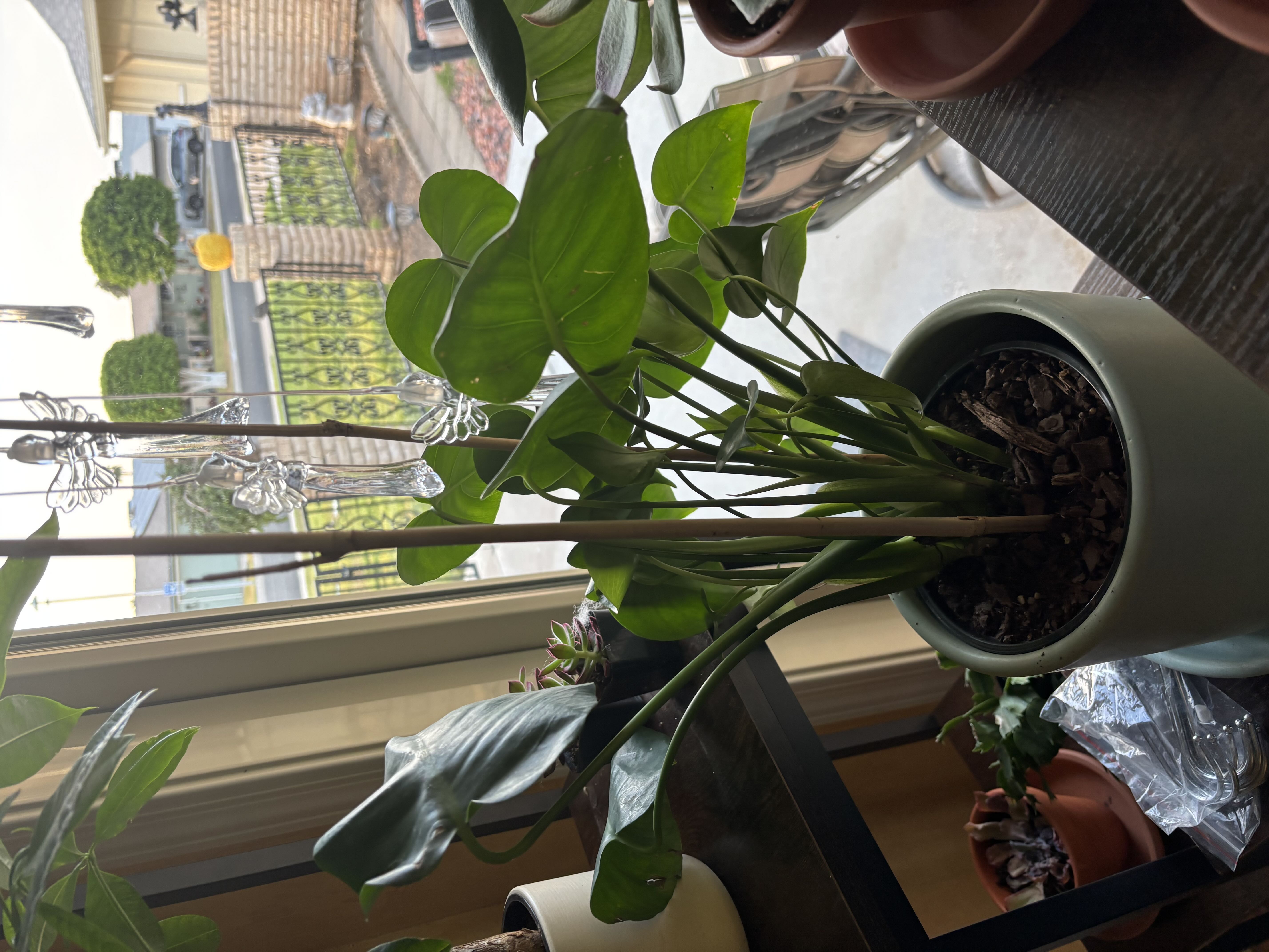 I’ve seen so many beautiful Monstera deliciosa on this ap...