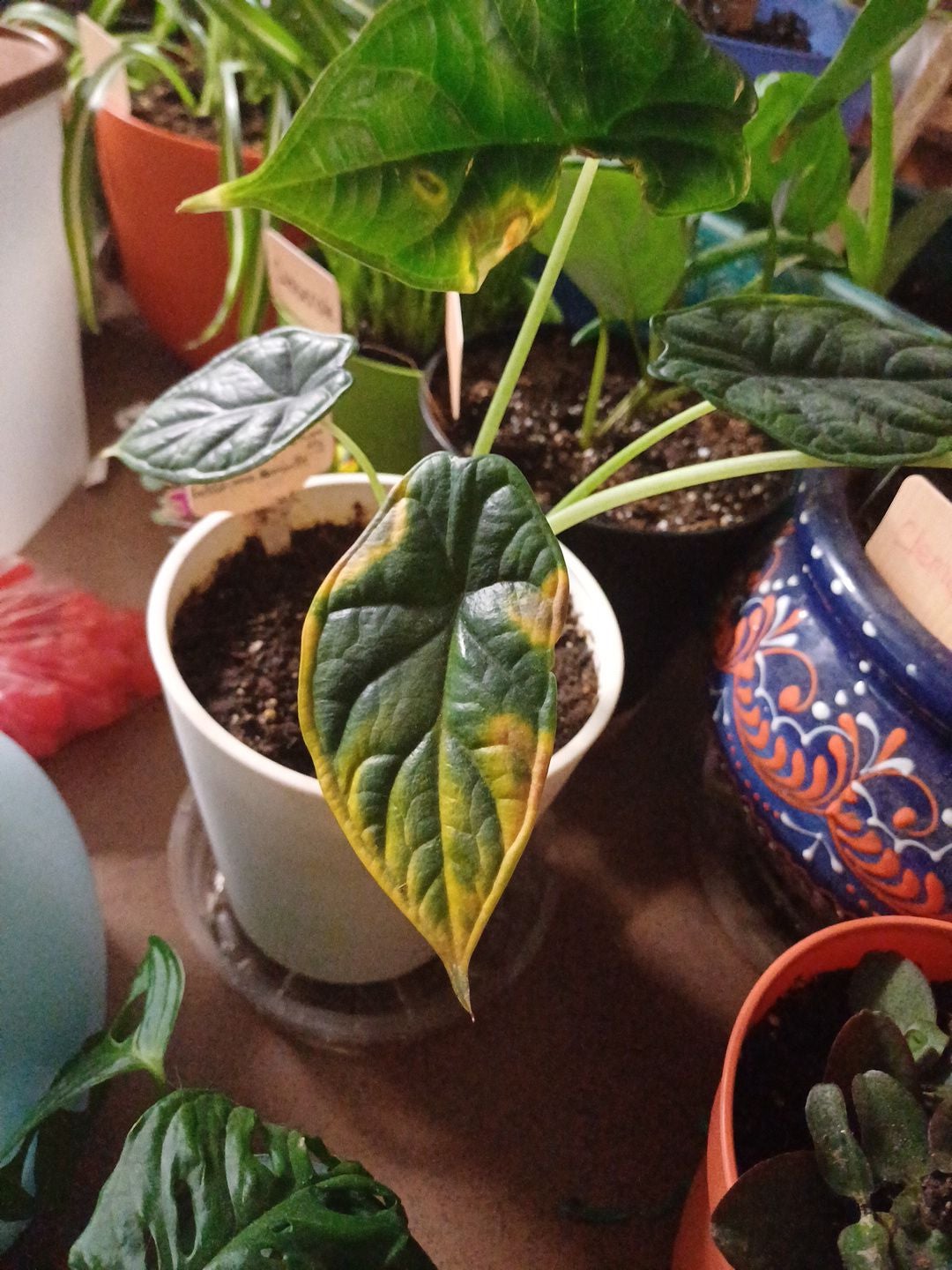 The Complete Alocasia 'Dragon Scale' Plant Care Guide: Water, Light ...