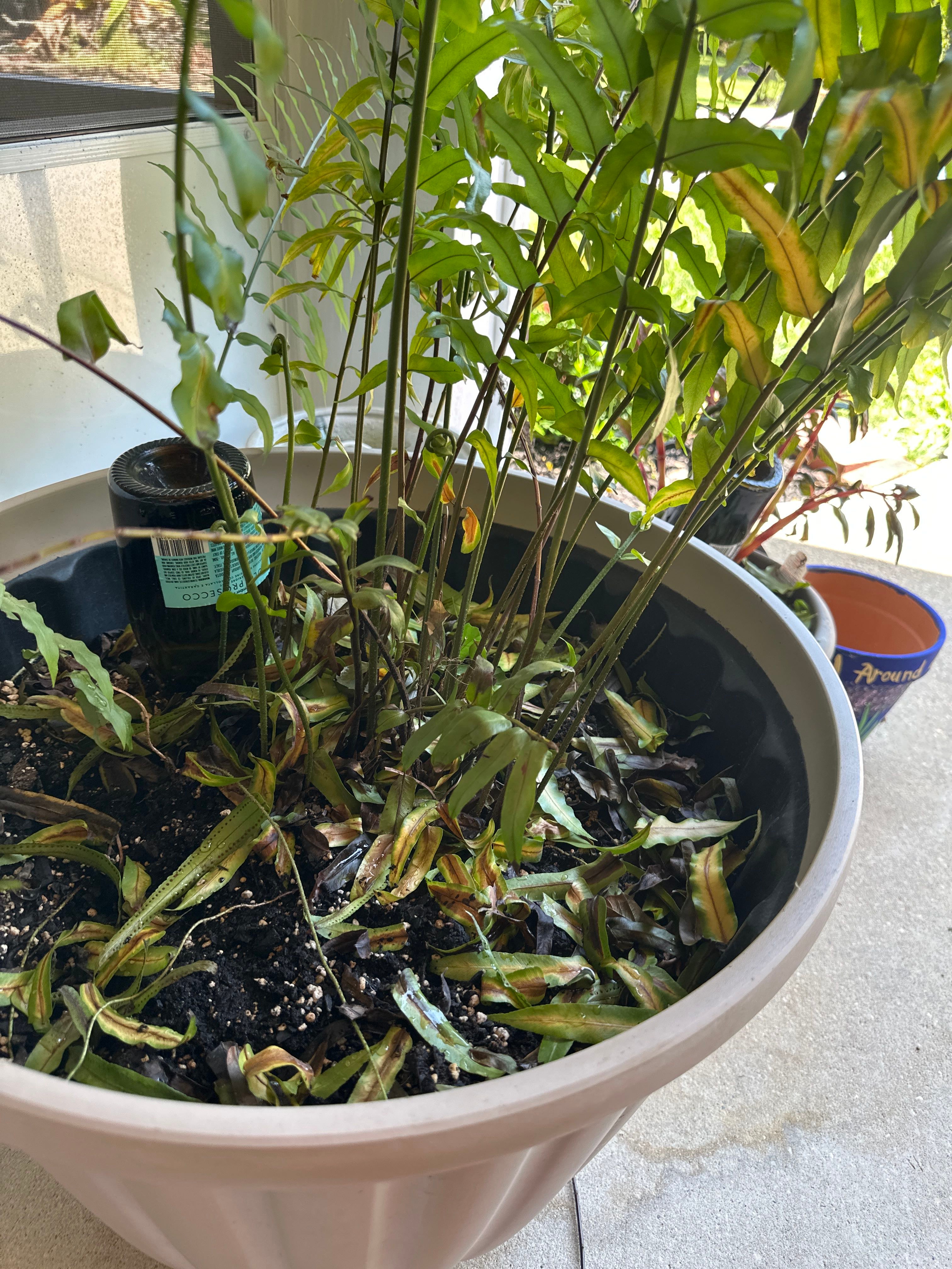 Propagating Fishtail Fern: Step-by-Step Guide