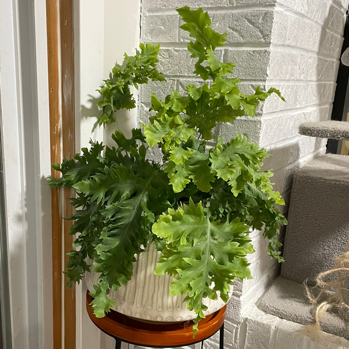 When and Where Should I Trim My Blue Star Davana Fern? When and Where Should I Trim My Blue Star Davana Fern?