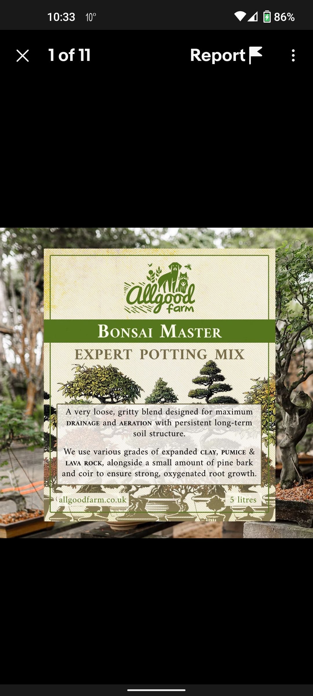 🌳 Ultimate Guide to Elm Trees Roots