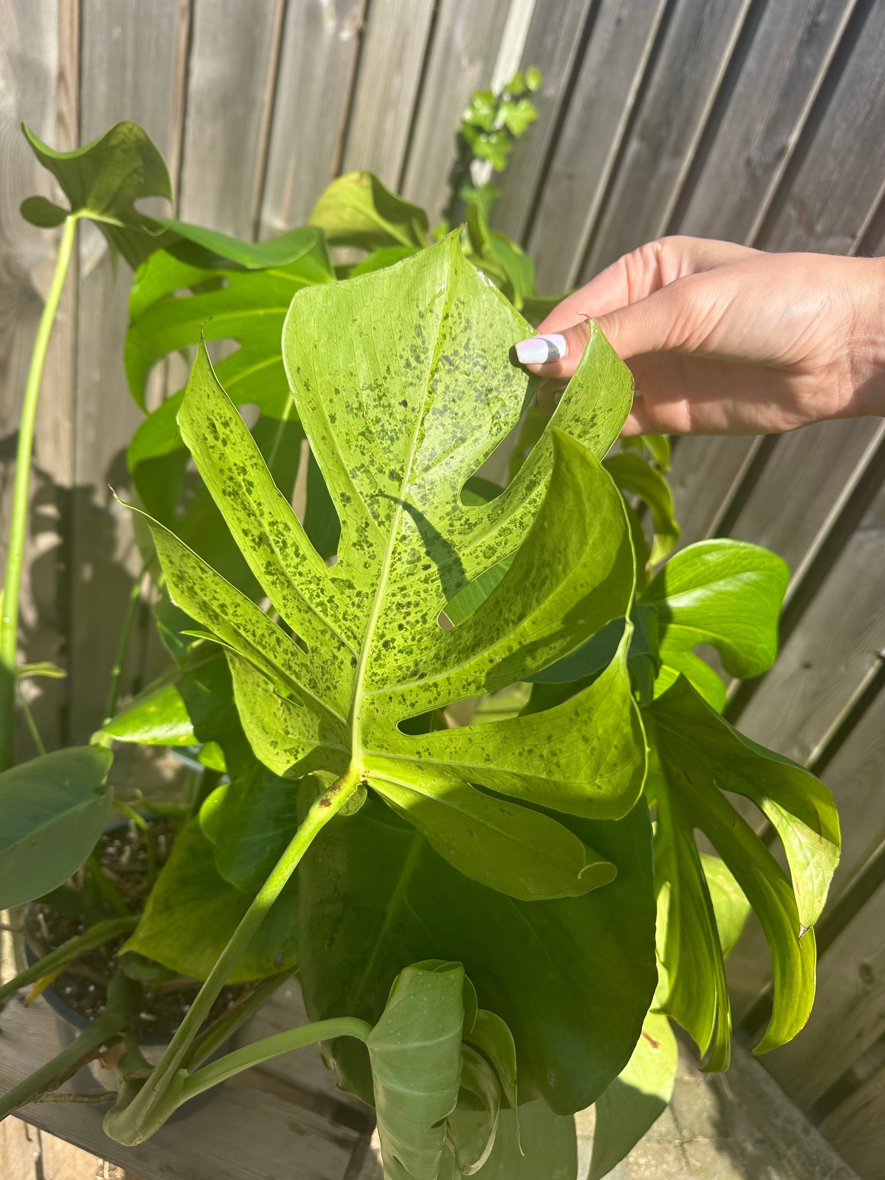 💚 What Do Monstera deliciosa 'Aurea' Flowers Mean?
