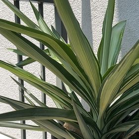 The Complete Yucca 'Moonlight' Plant Care Guide: Water, Light & Beyond