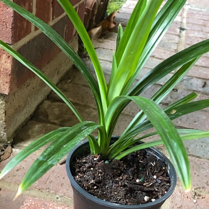 Screwpine Plant Care: Water, Light, Nutrients | Greg App 🌱