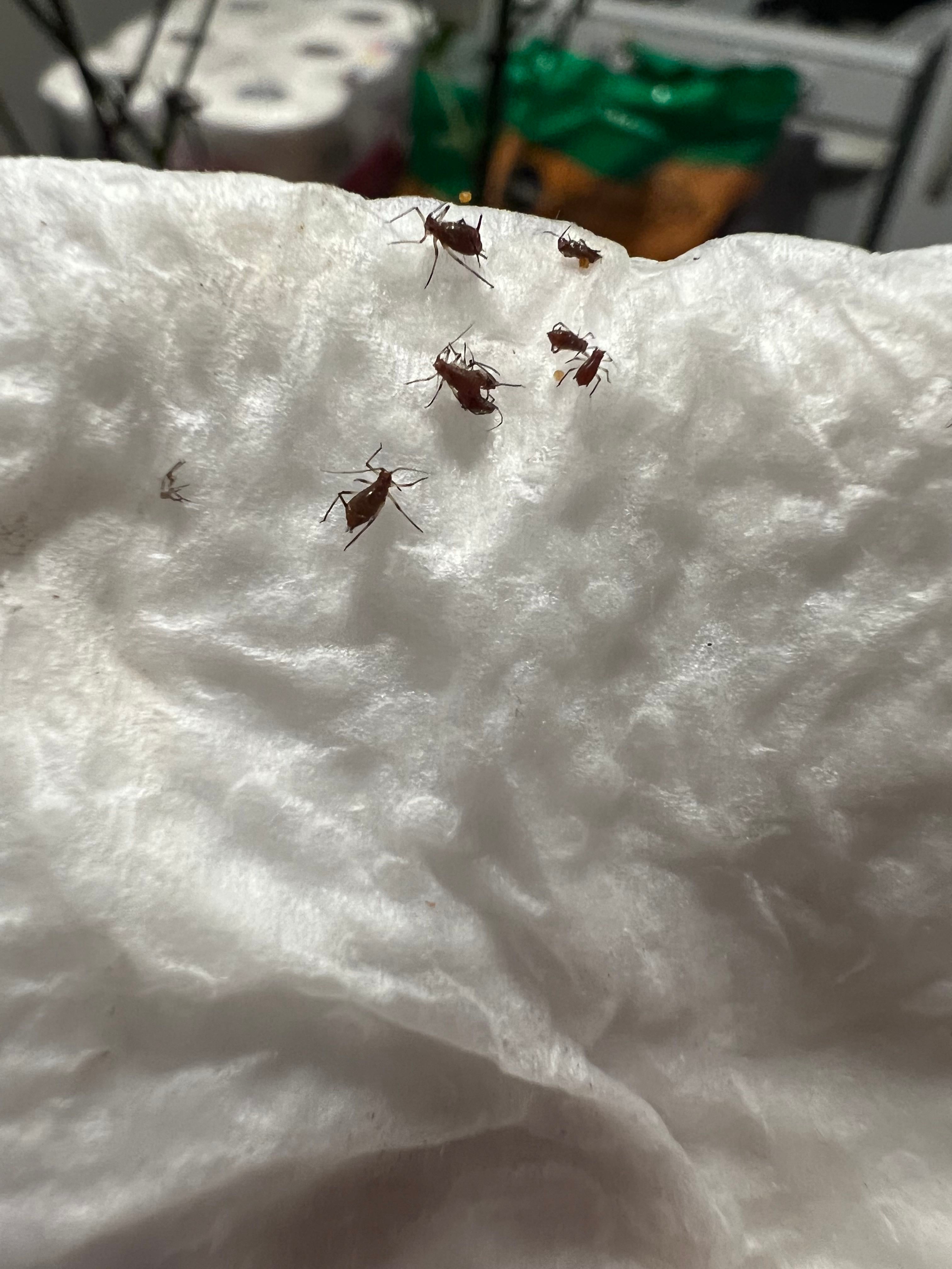 How Do I Propagate My Chicory?