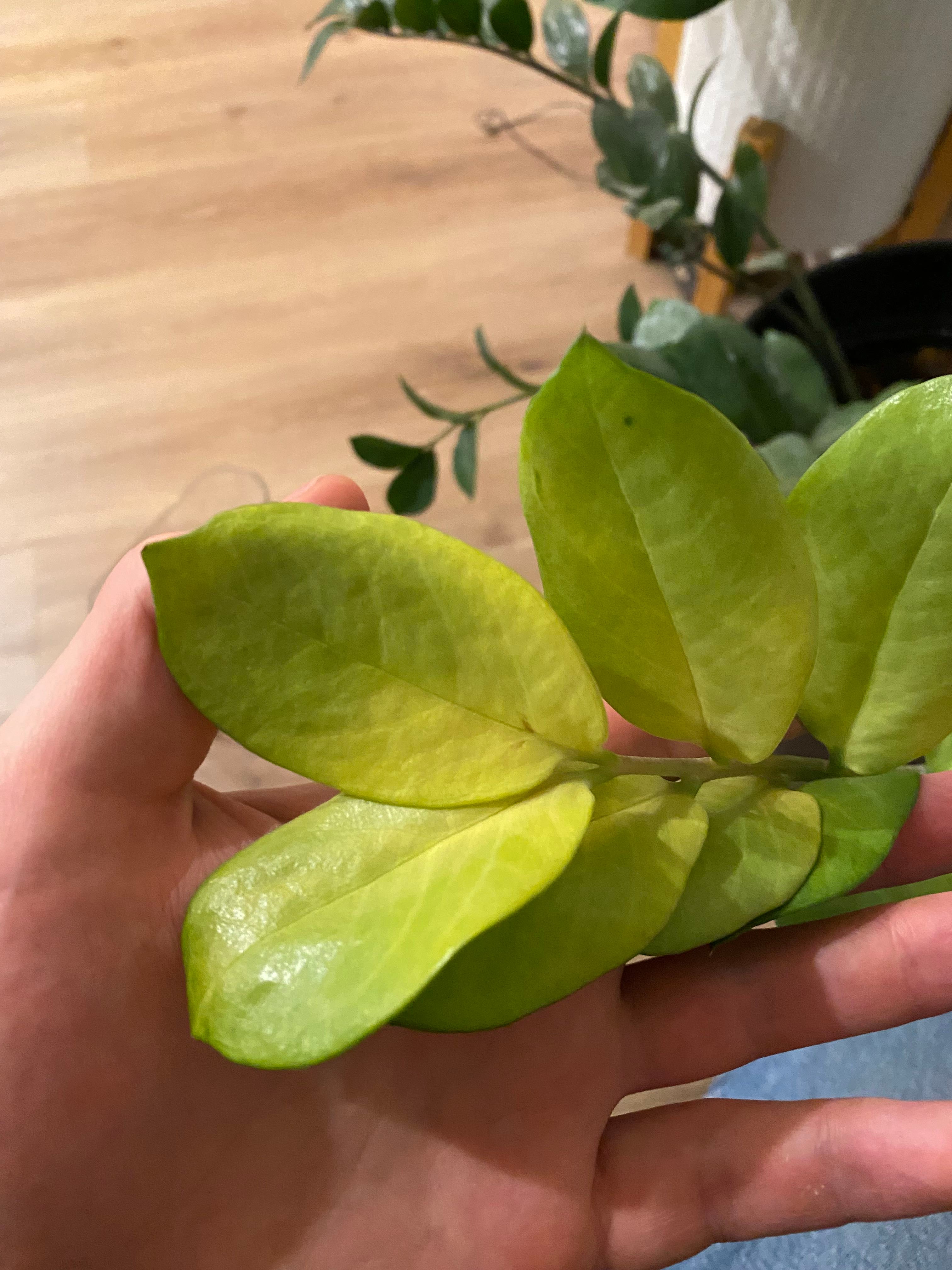 The Complete ZZ Plant Plant Care Guide: Water, Light & Beyond