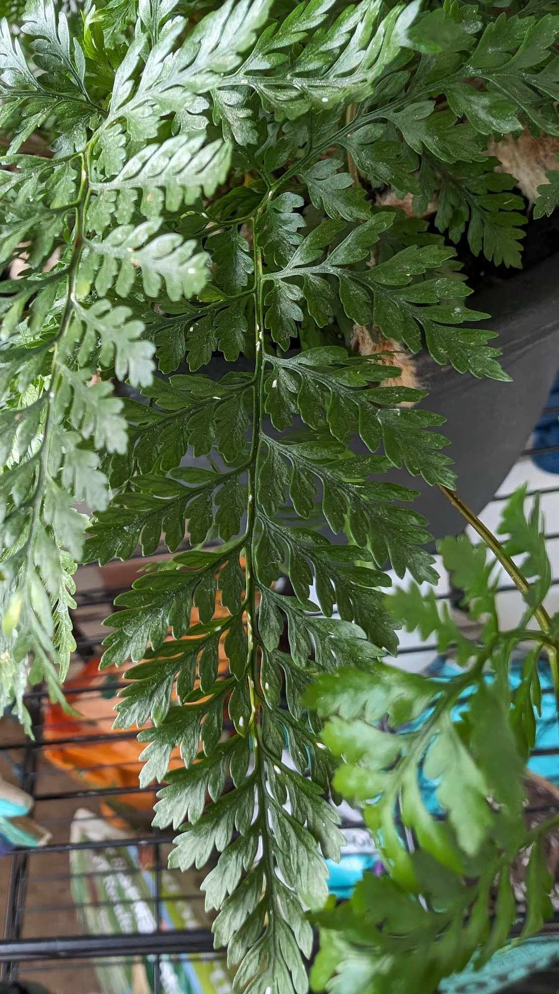 The Complete Lacy Hare's Foot Fern Plant Care Guide: Water, Light & Beyond