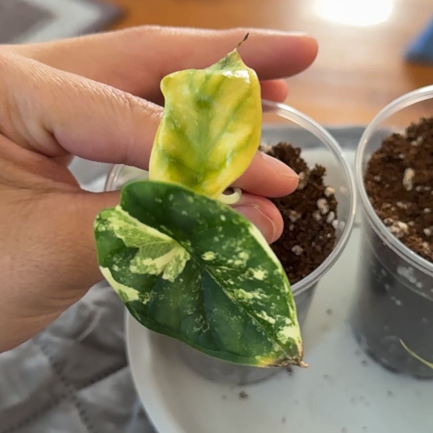 Var Dragon Scale Plant Care: Water, Light, Nutrients | Greg App 🌱