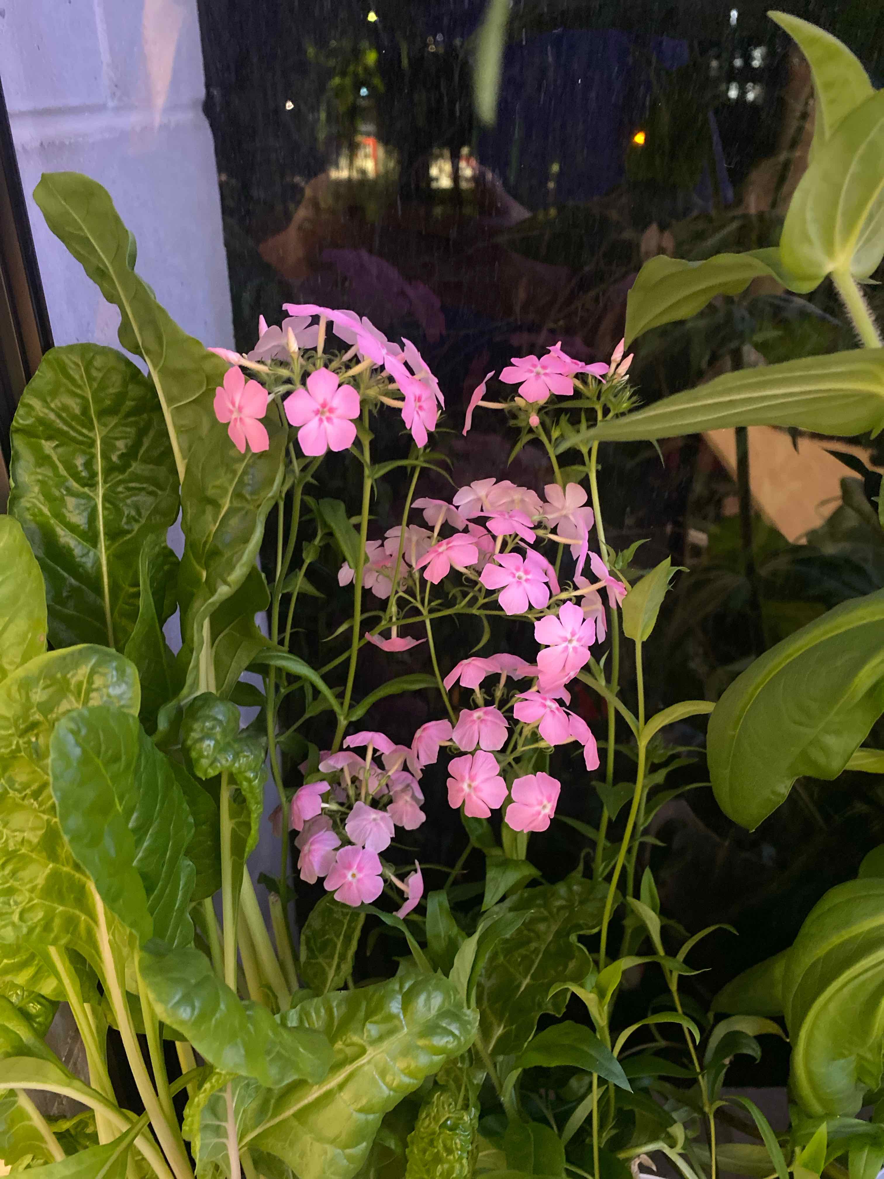 Propagating Garden Phlox: Step-by-Step Guide