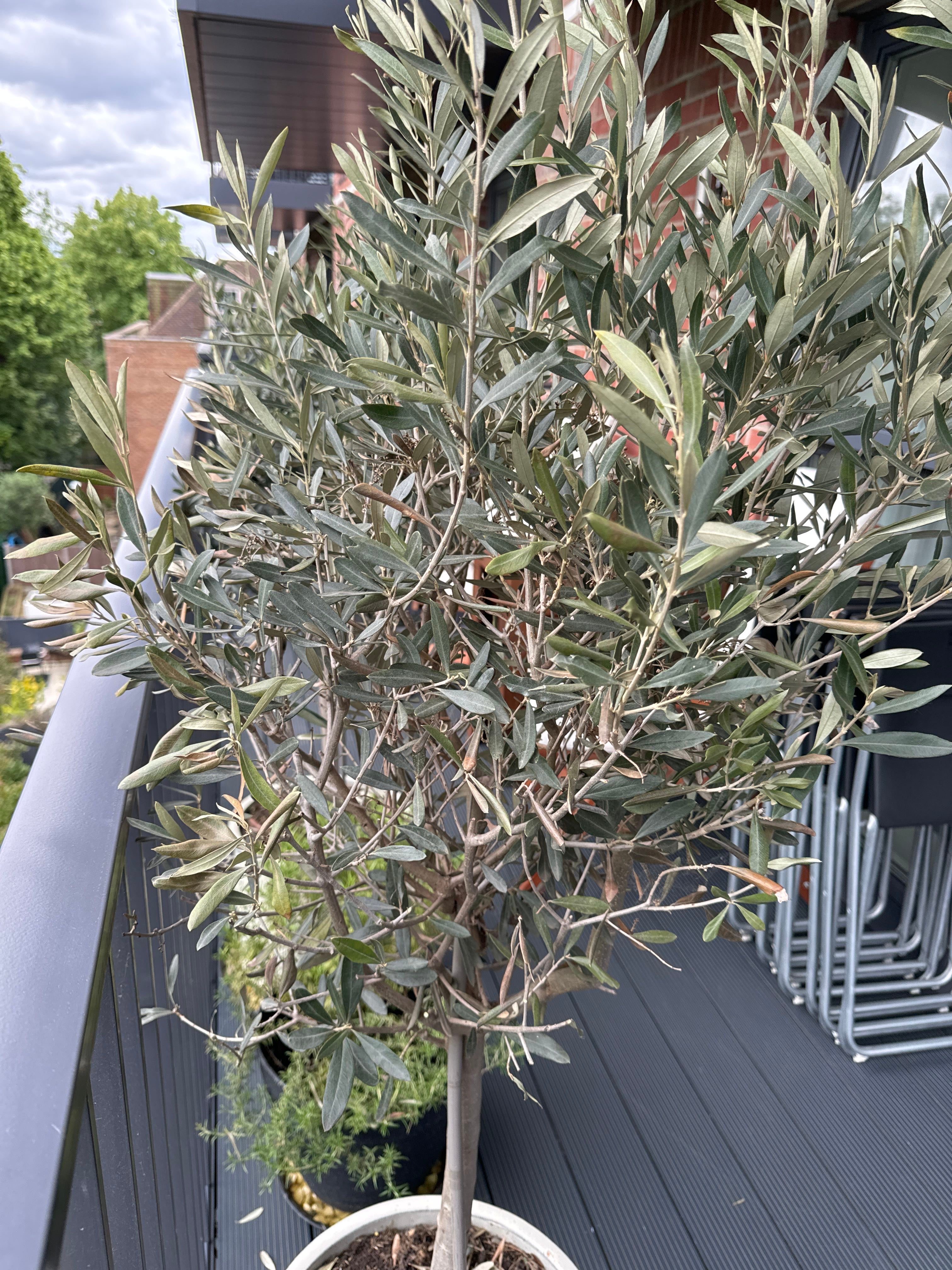Propagating Your Olive Tree: Step-by-step Guide