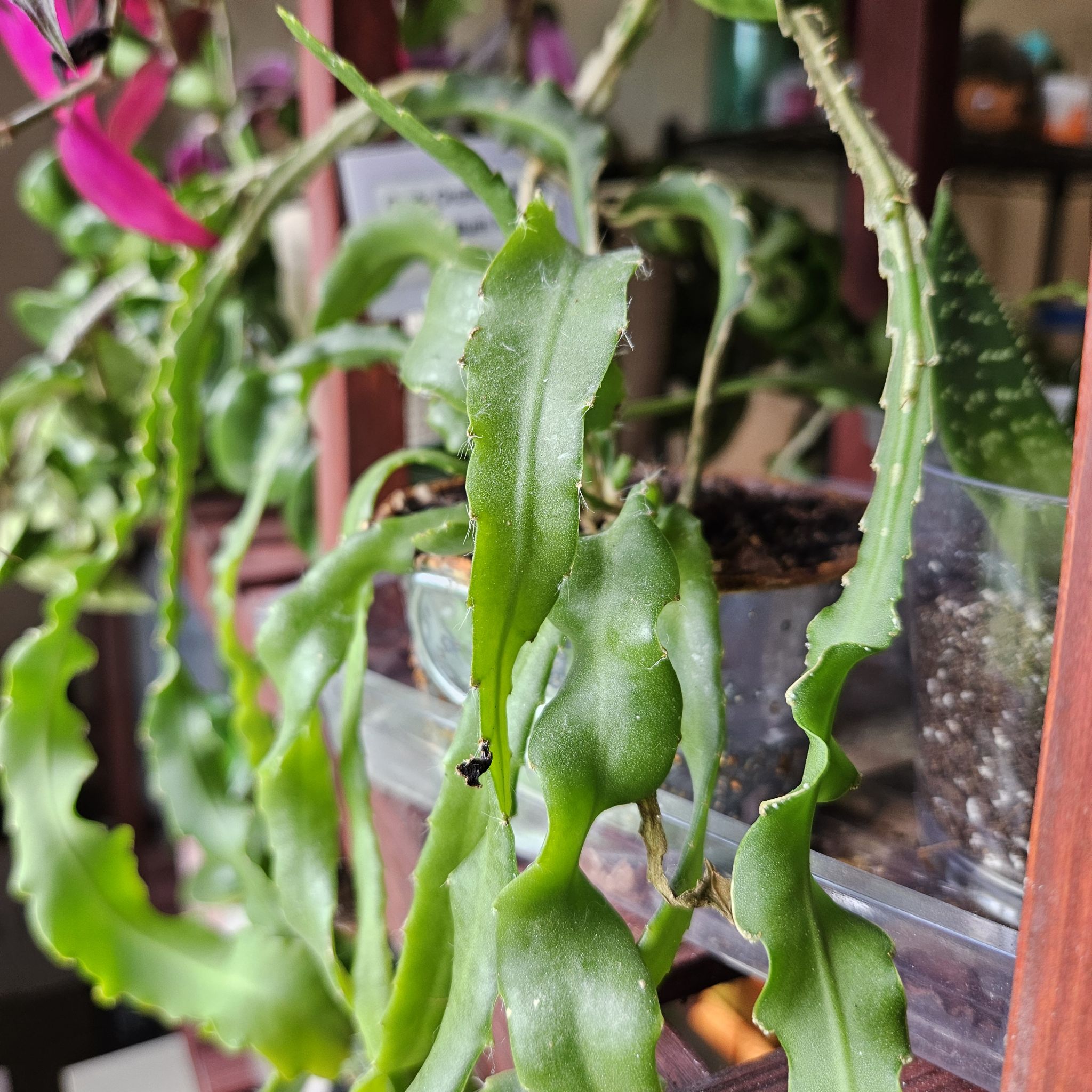 Curly Locks Orchid Cactus Plant Care: Water, Light, Nutrients | Greg App 🌱