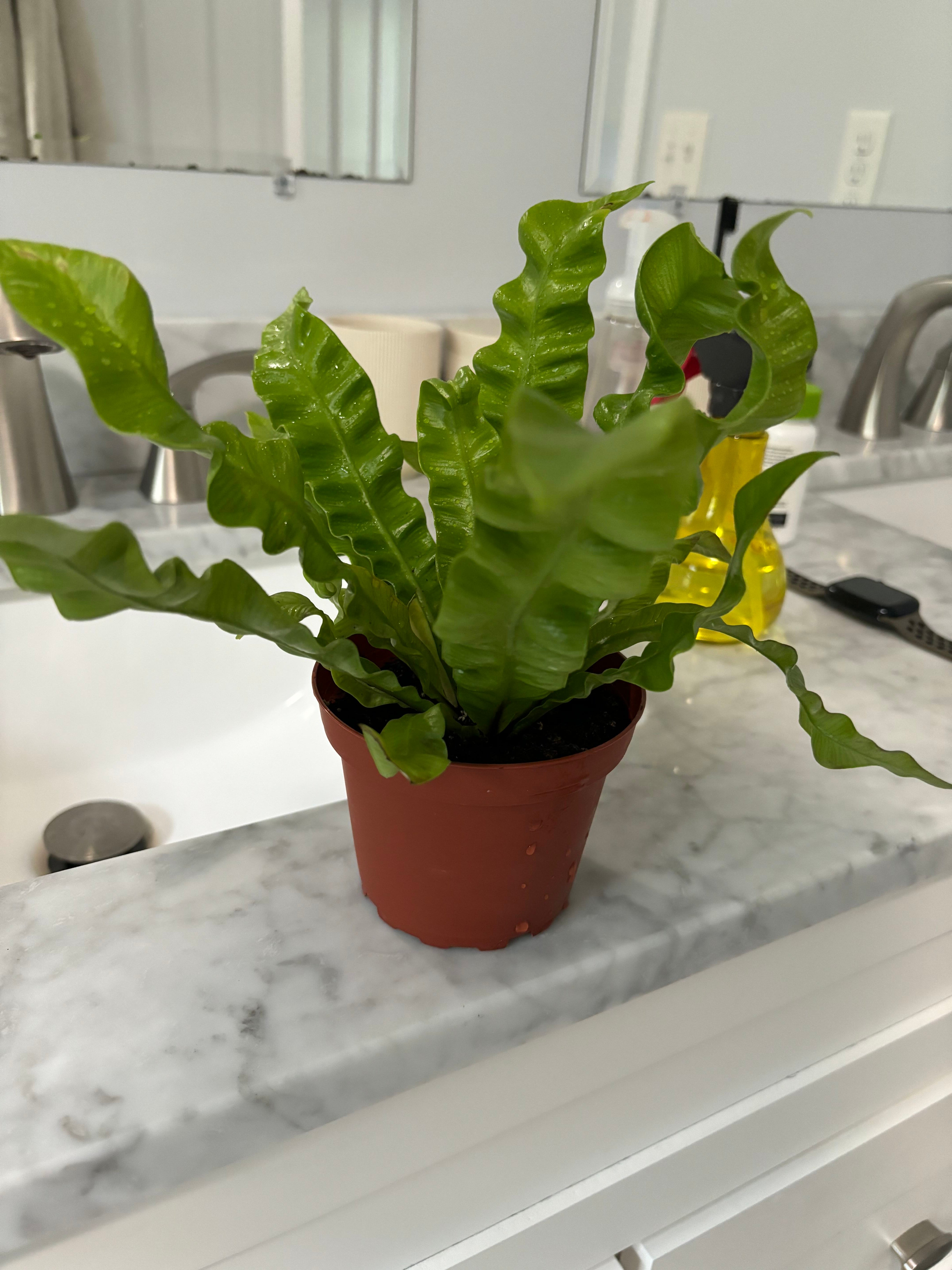 Assorted Ferns Care 101: Water, Light & Growing Tips