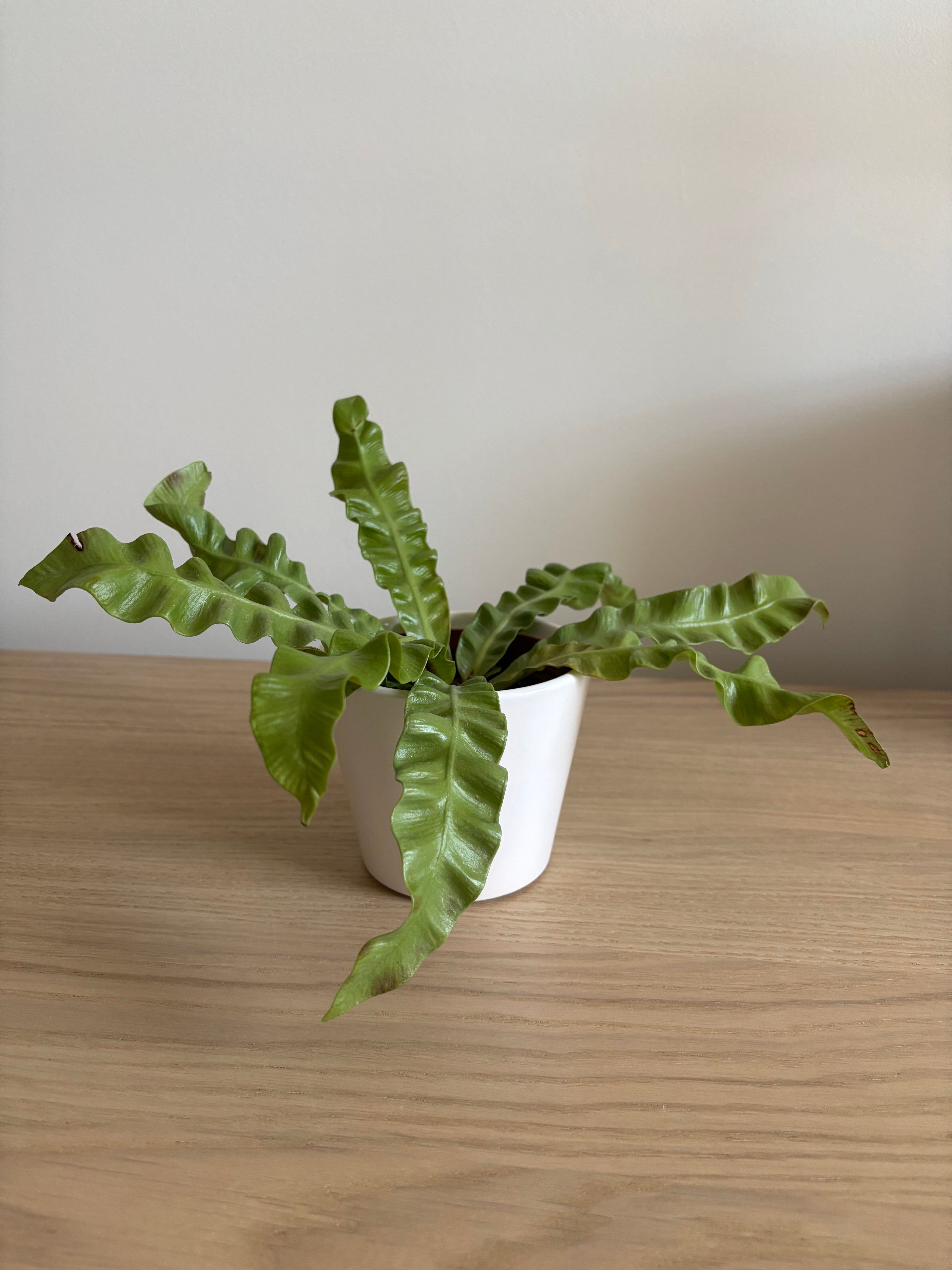 What is a Bird's Nest Fern 'Hurricane'? Complete Guide 🐦