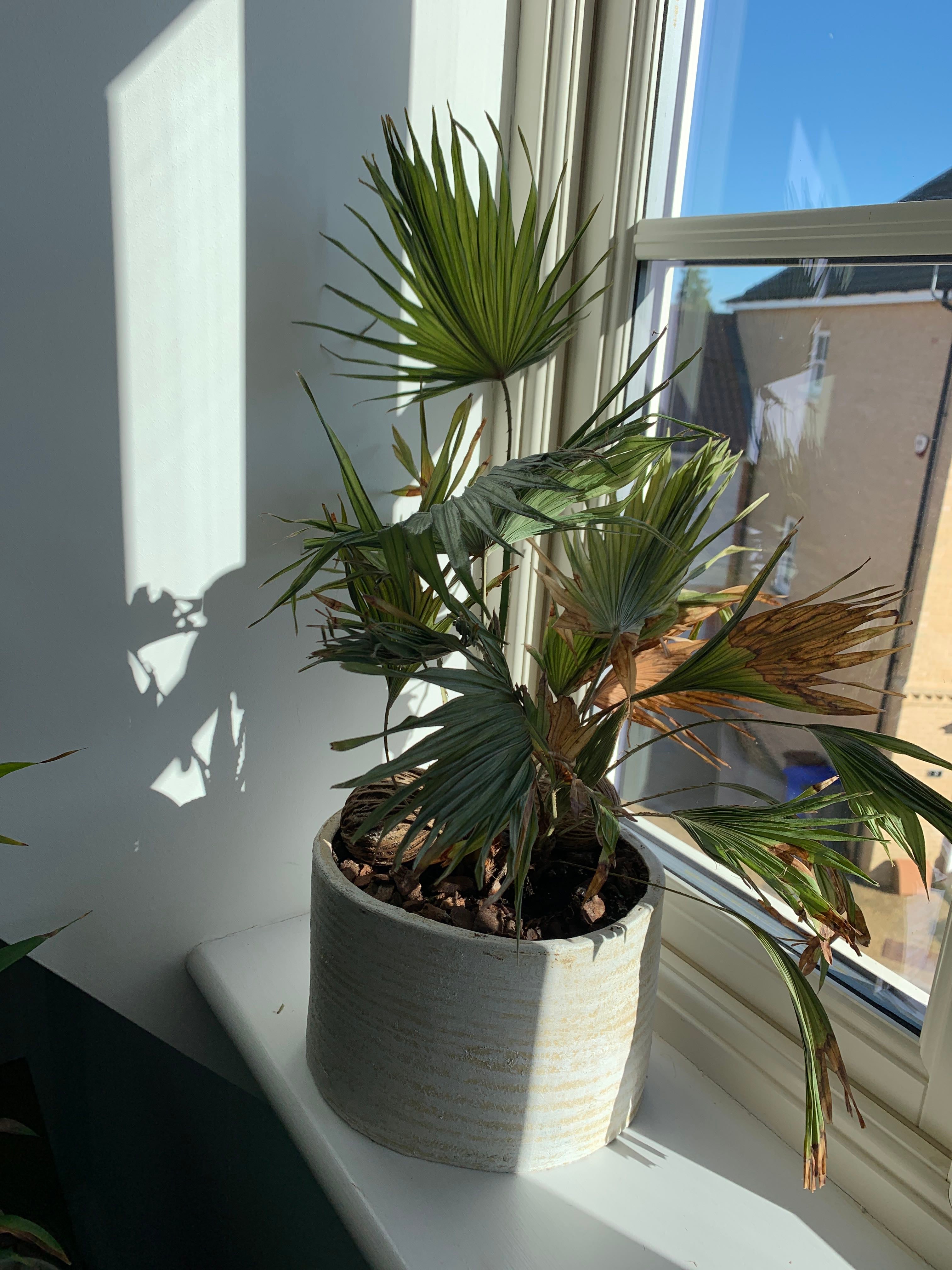 The Complete Fan Palm Plant Care Guide: Water, Light & Beyond