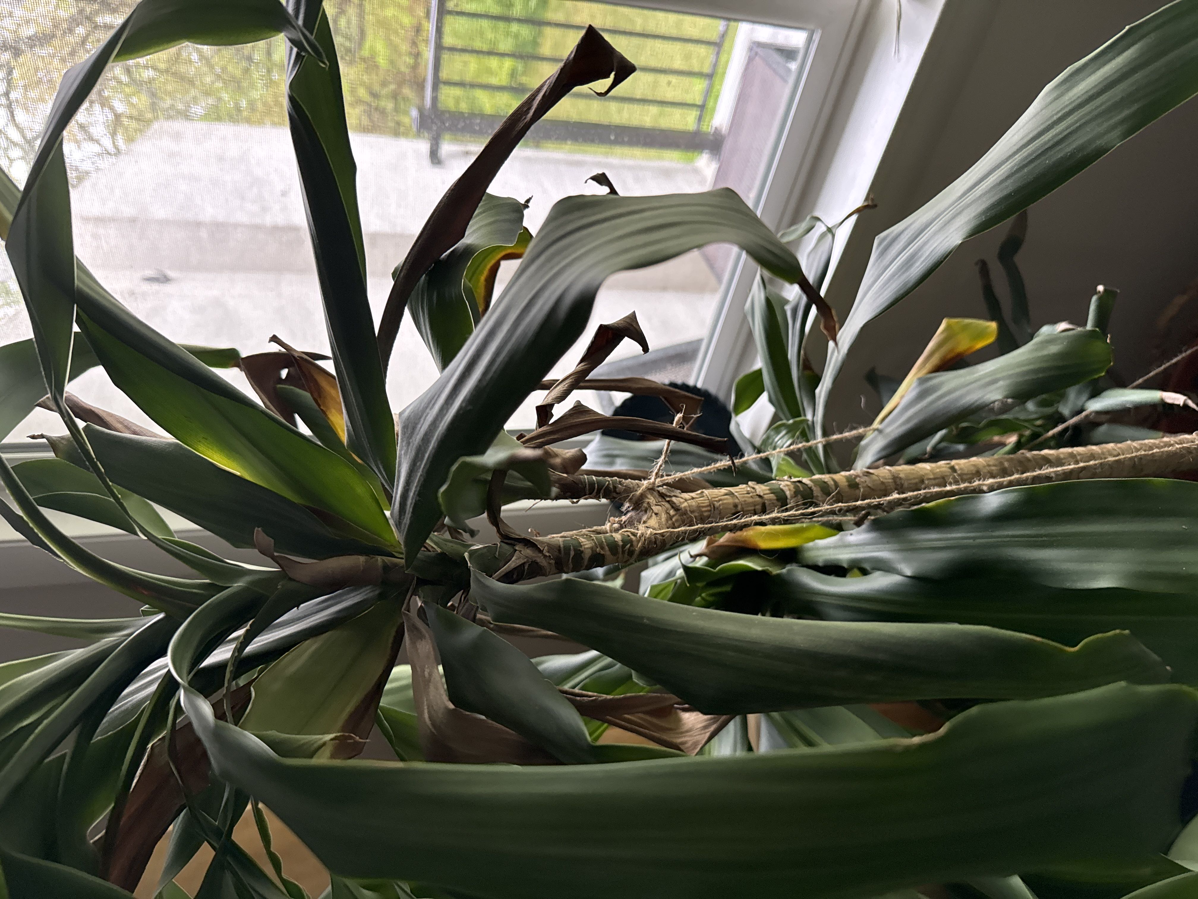 Propagating 🐉 Dragon Tree: Step-by-step Guide