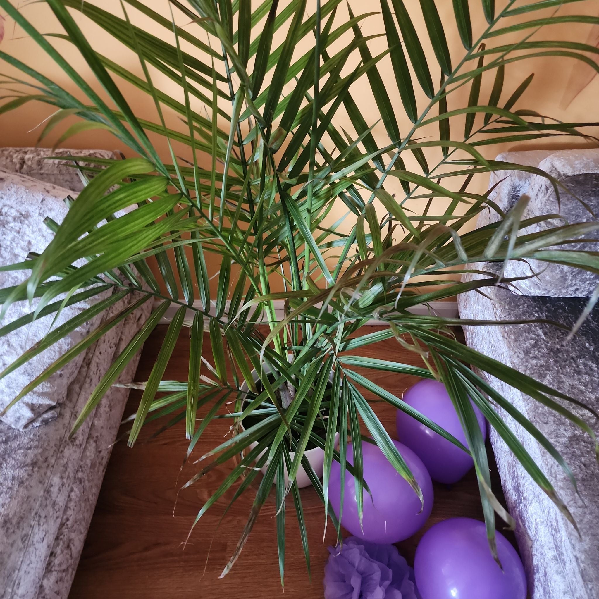 Vargas | A plant by @TrustyTyrimnus on Greg