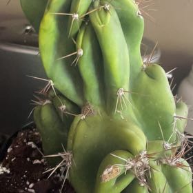 Curiosity Plant Plant Care: Water, Light, Nutrients | Greg App 🌱