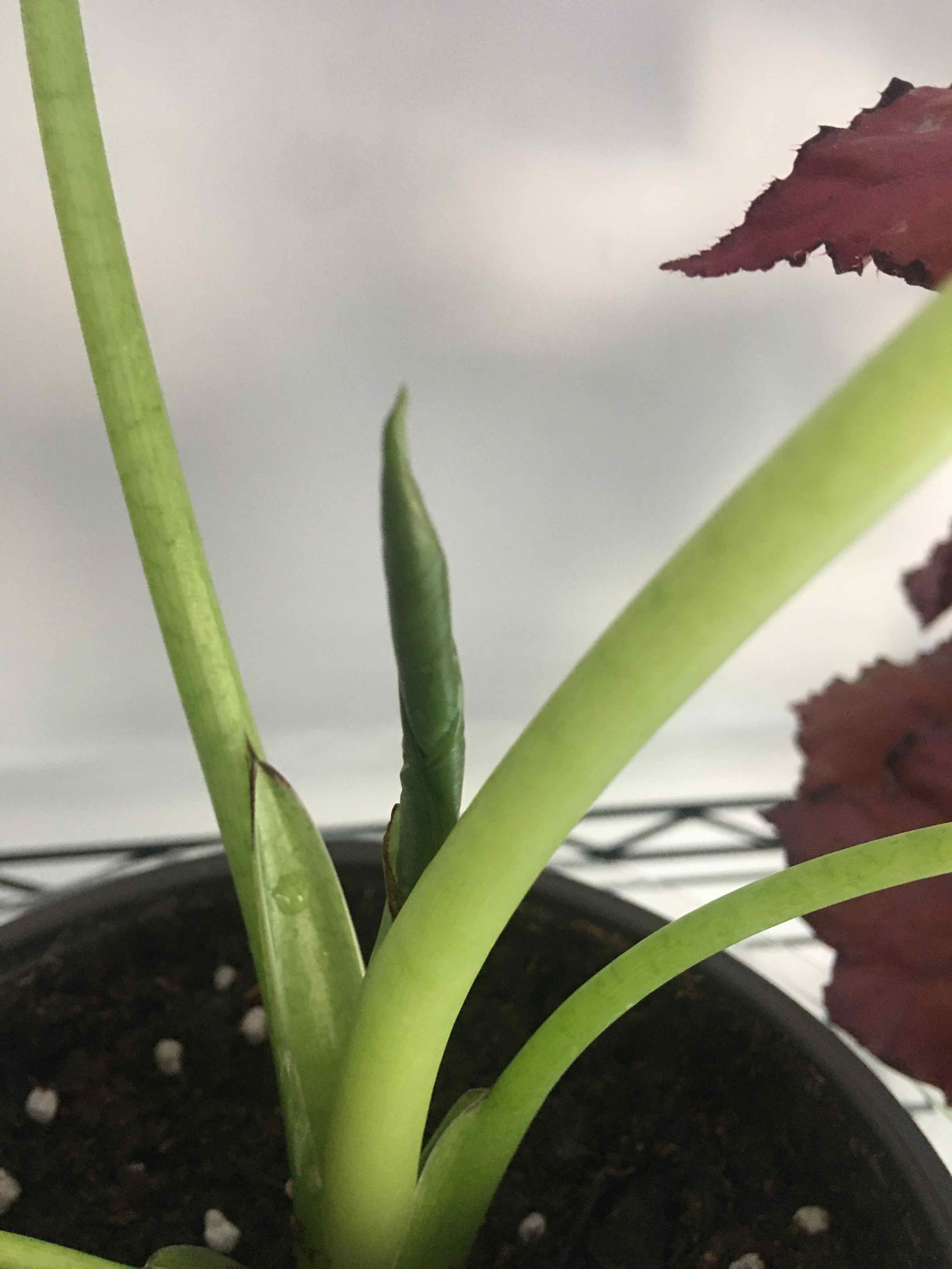 Propagating Alocasia 'Regal Shields': Step-by-Step Guide