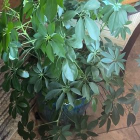 Captain Plant-it | A plant by @ClassicAposeris on Greg