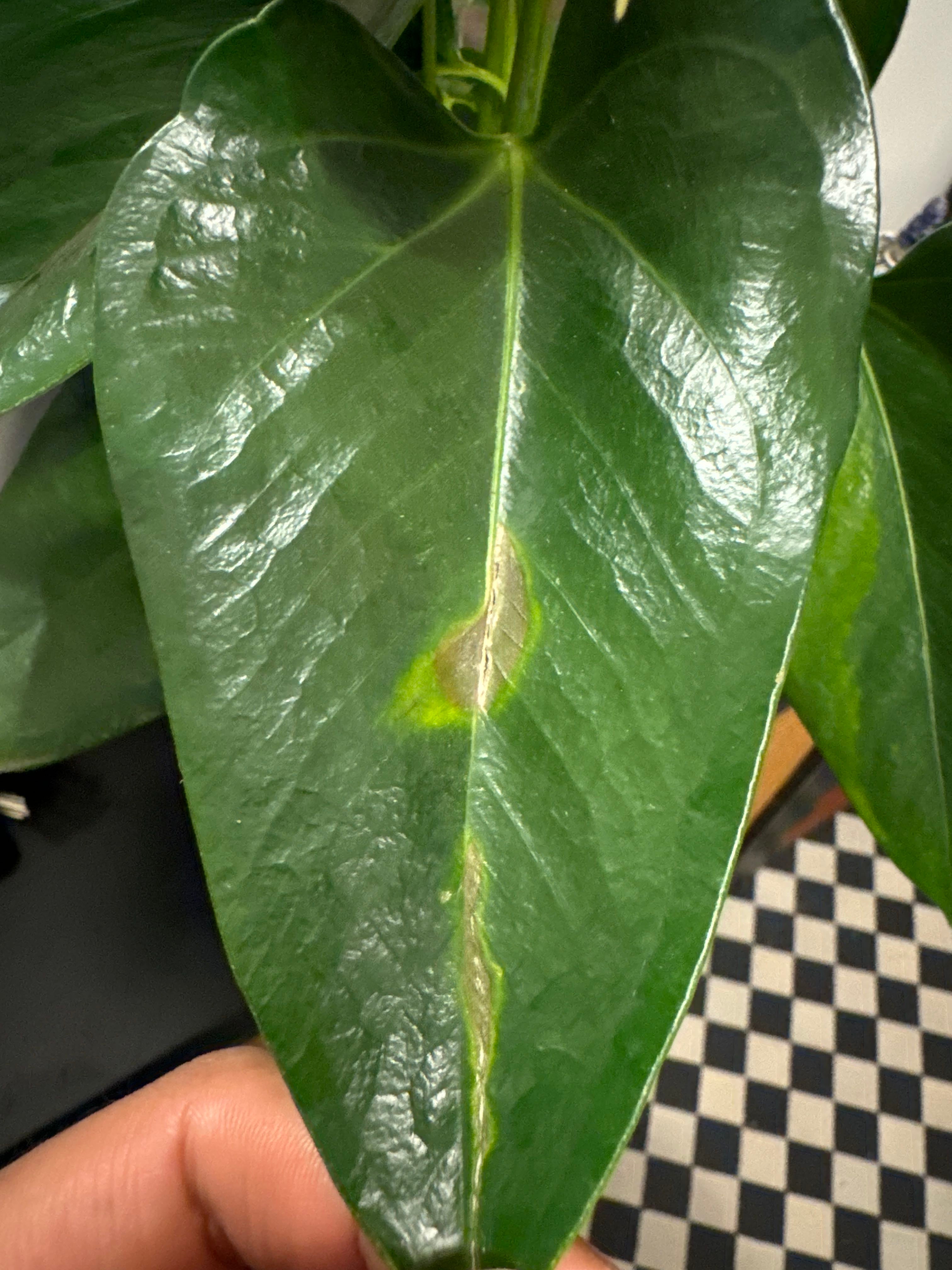 Keep Your Flamingo Flower Alive: Light, Water & Care Instructions