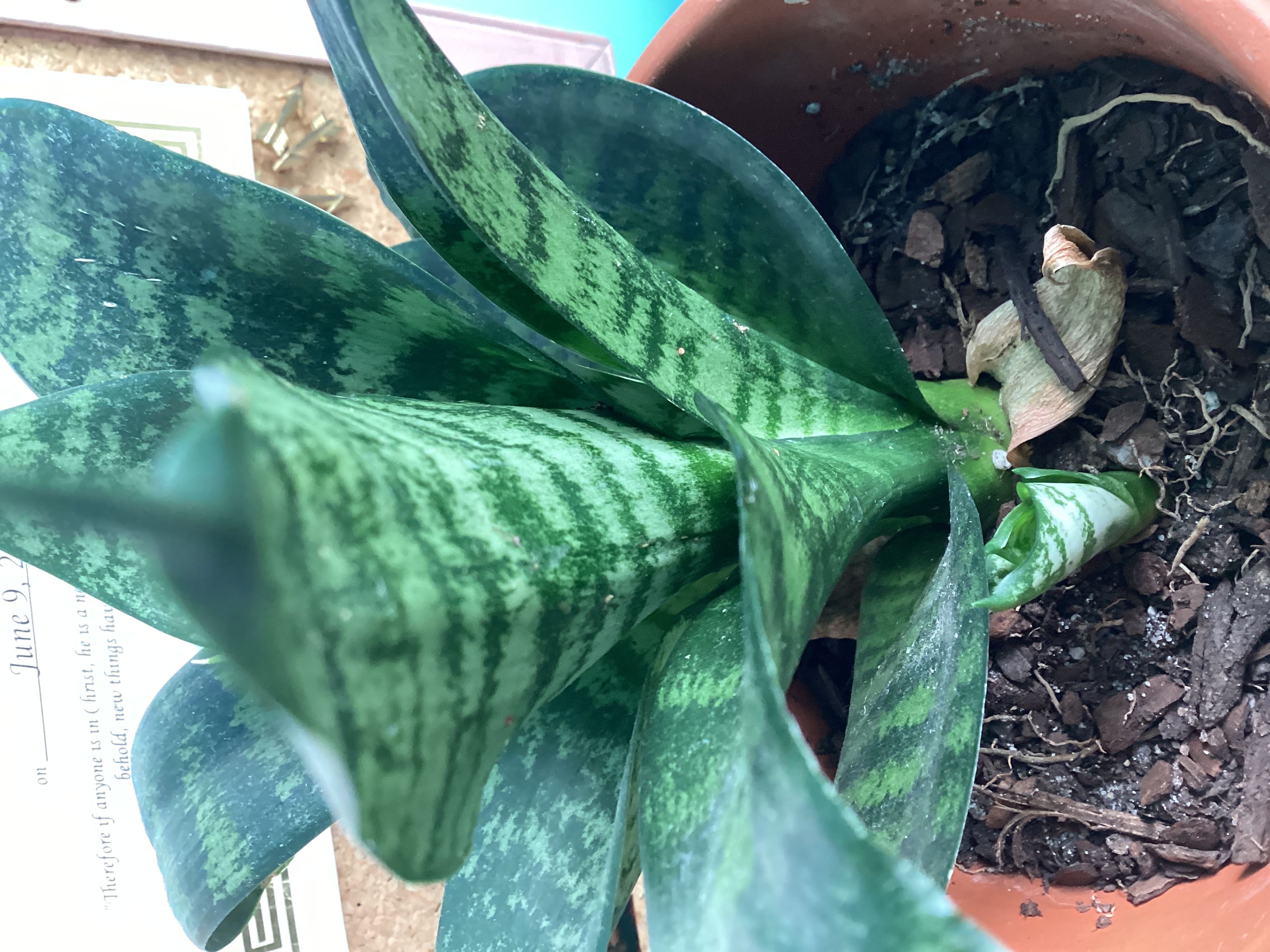 The Complete Snake Plant Plant Care Guide: Water, Light & Beyond