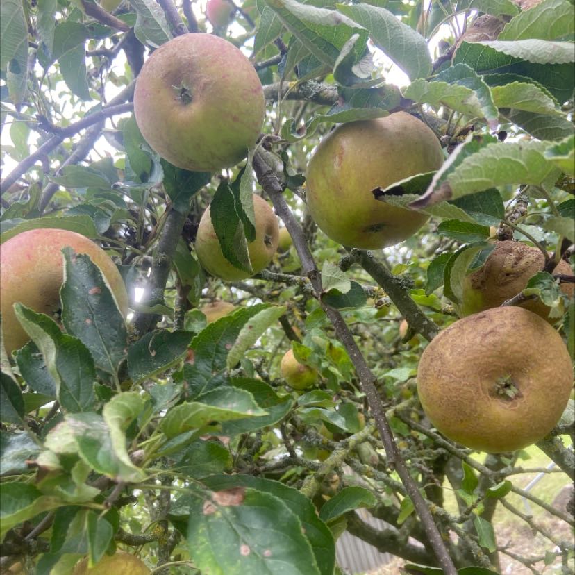 🍎 Propagating Your Apple: Step-by-Step Guide