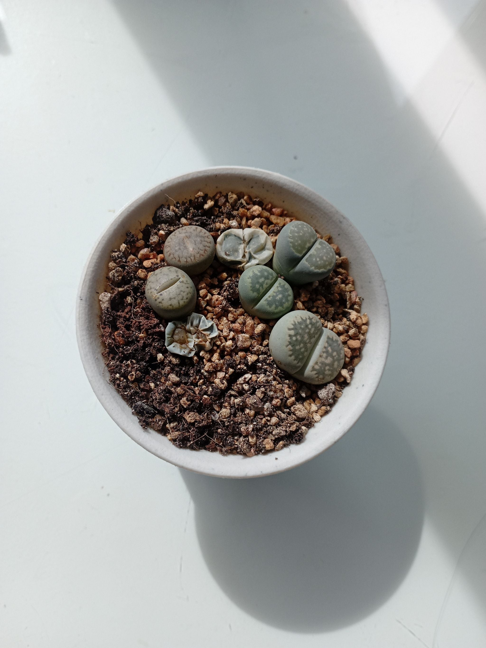 🪨 Why Are There Brown Spots on My Lithops salicola?