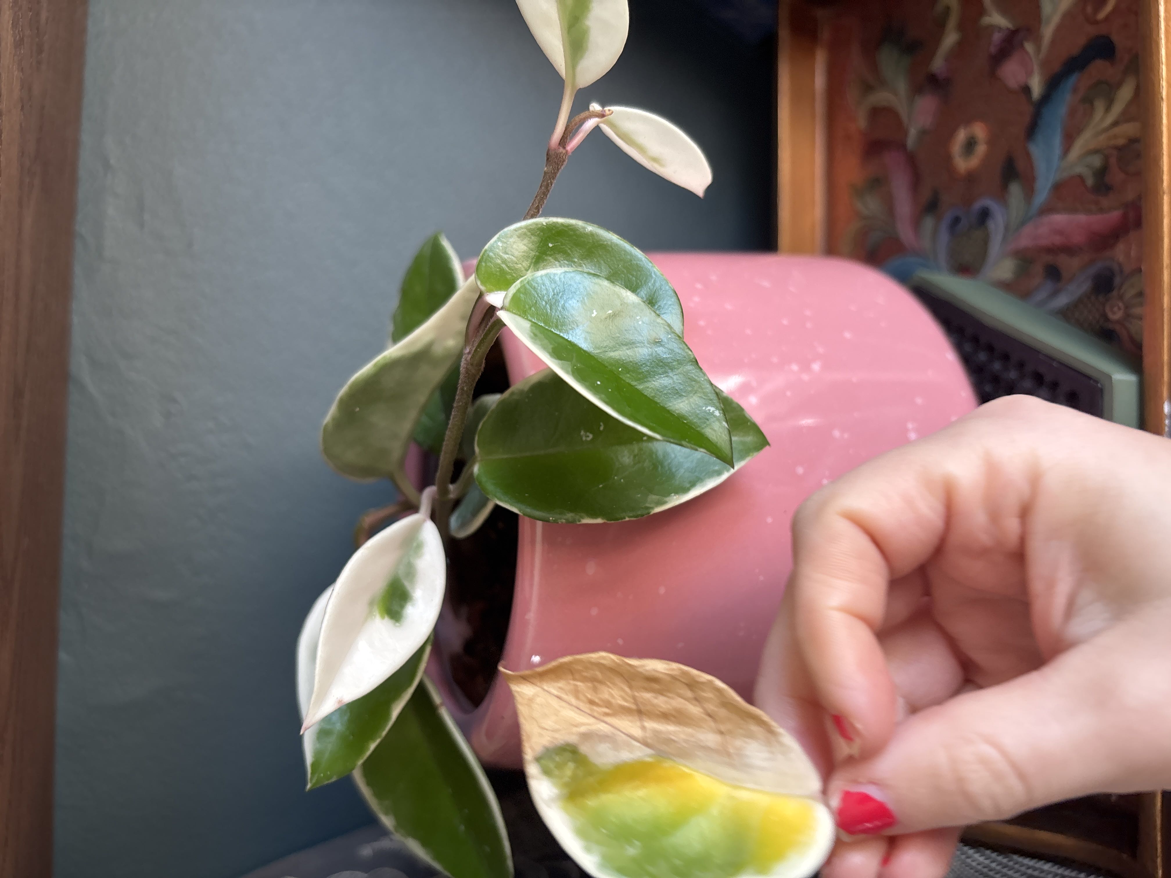 How to Care for Hoya Chinghungensis: Mastering Water, Sunlight & More