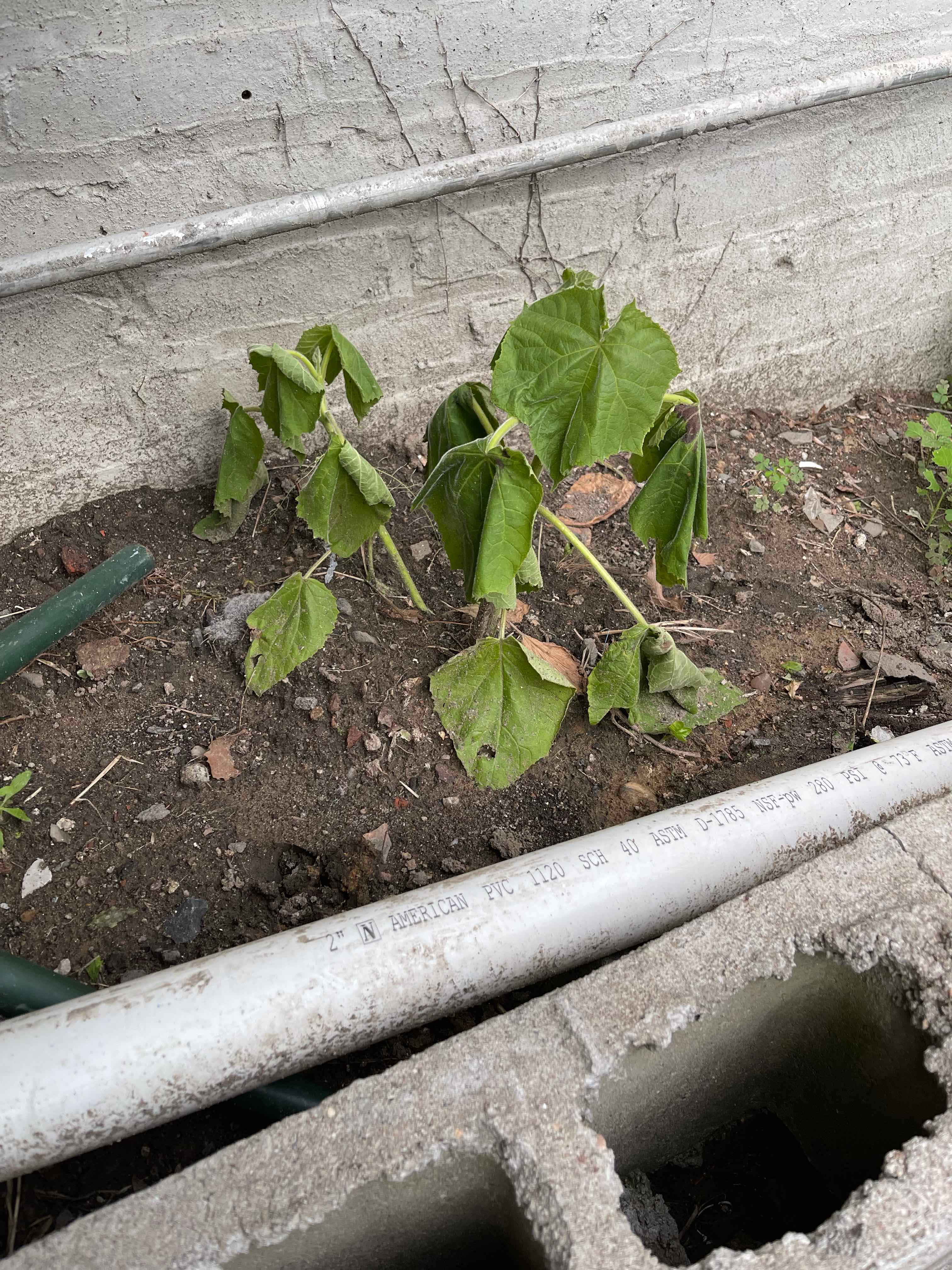 Propagating Your Empress Tree: Step-by-Step Guide